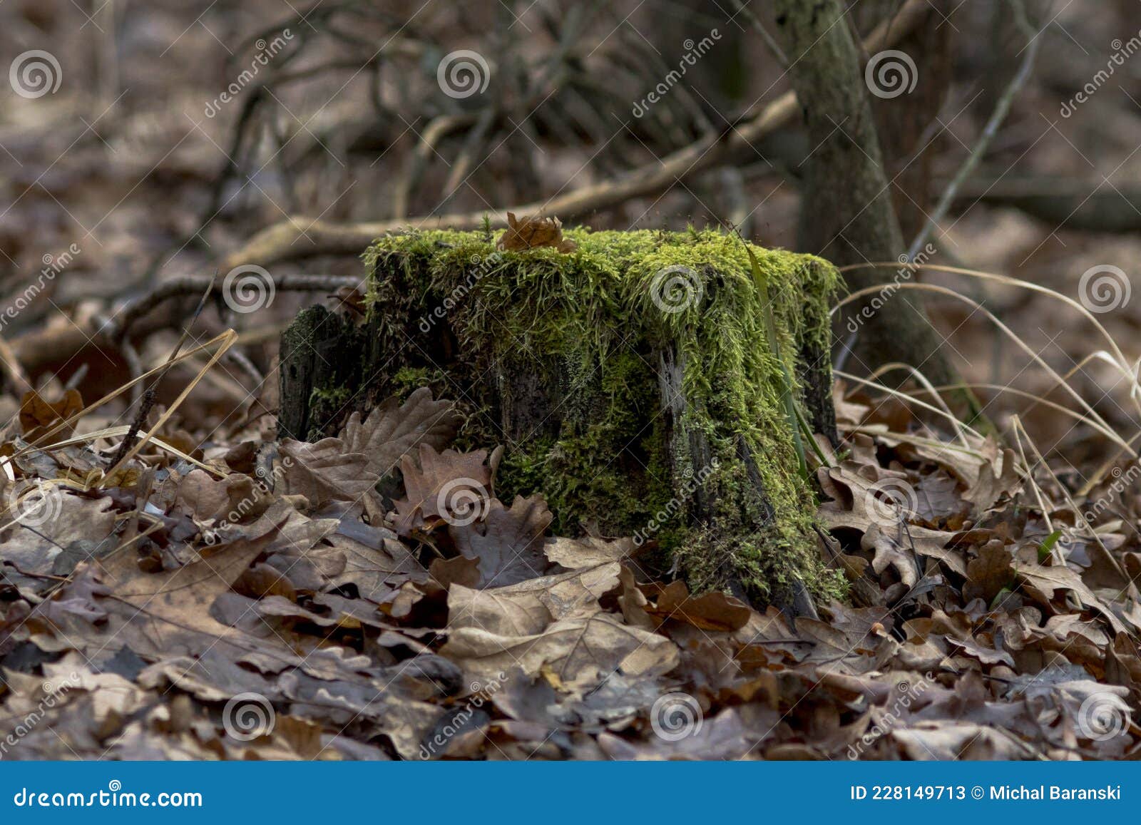 Tree Trunk Covered with Moss Stock Image - Image of season, layer ...