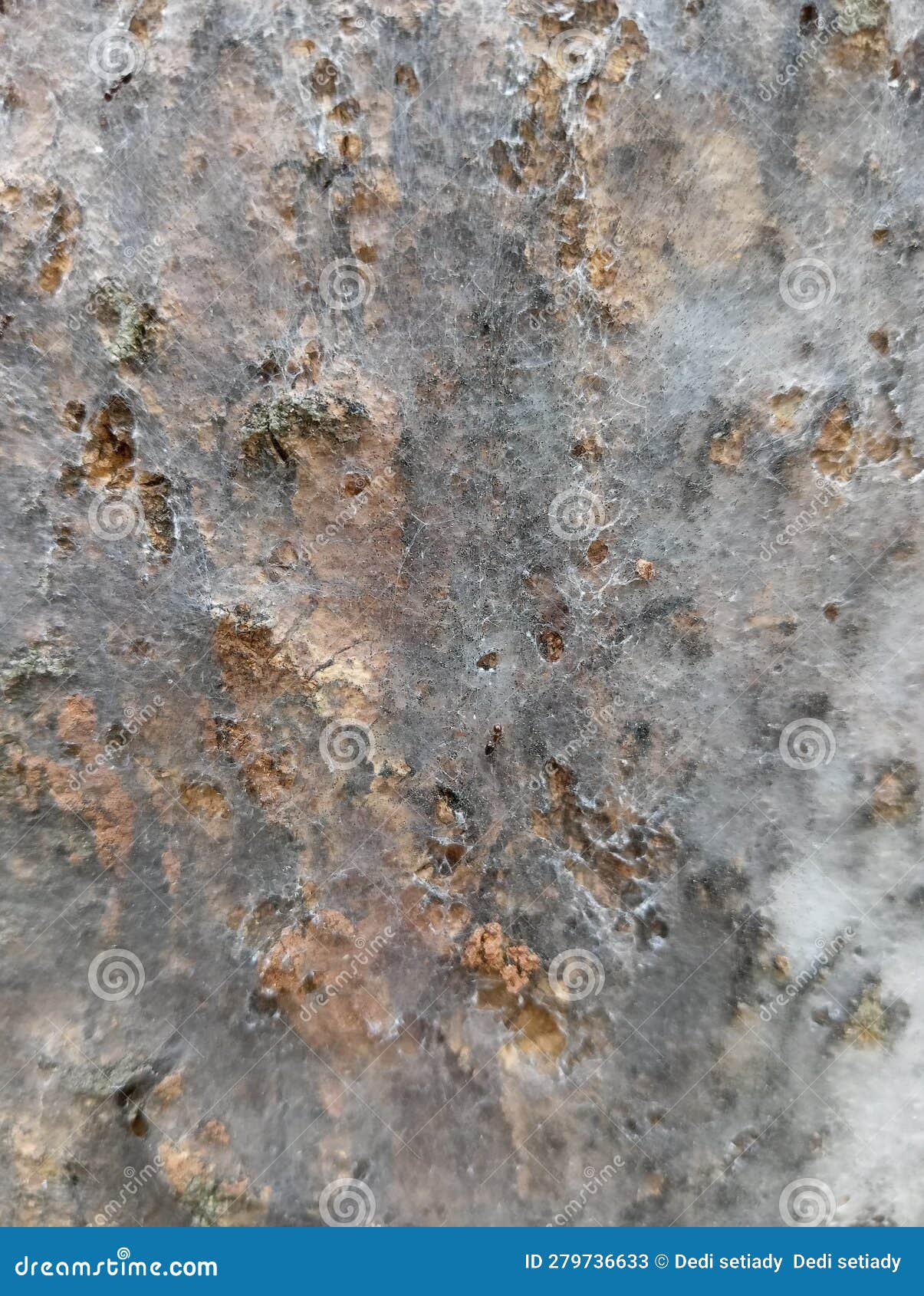 Tree Trunk Covered in Small Cobwebs Stock Image - Image of rock, small ...