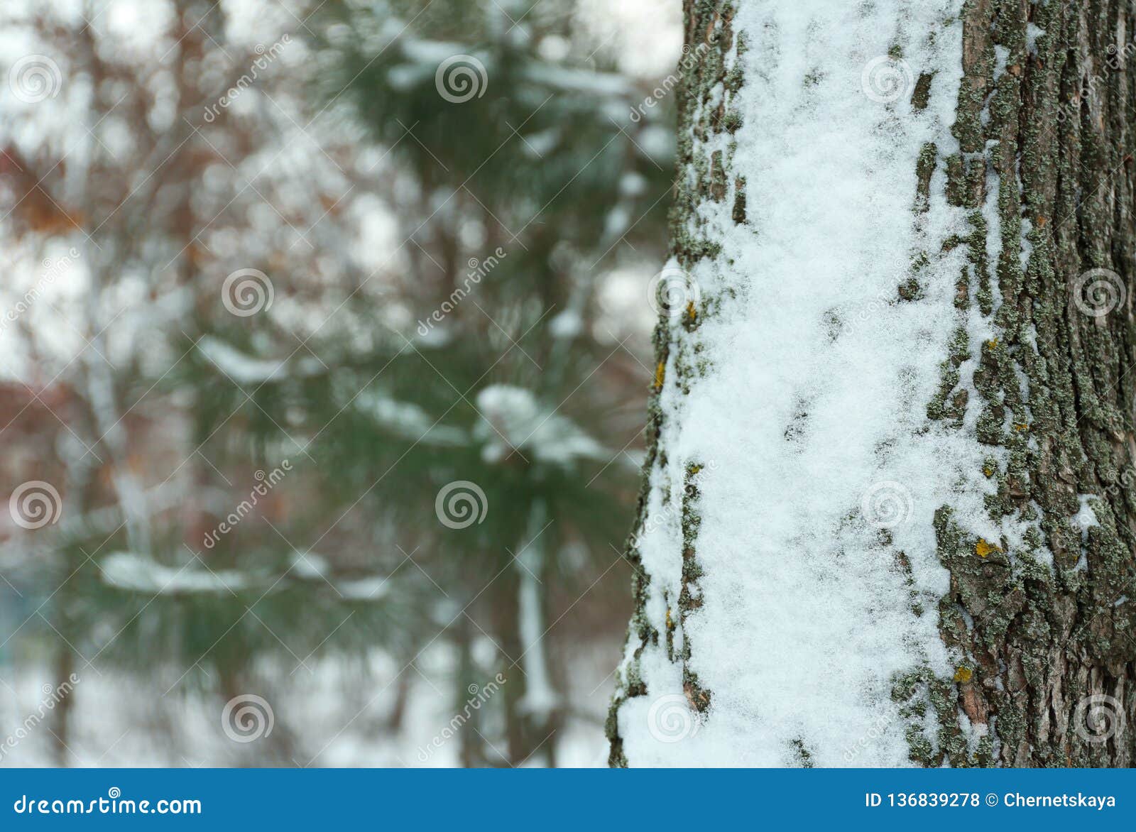 Tree Trunk Covered with Snow Outdoors. Space for Text Stock Photo ...