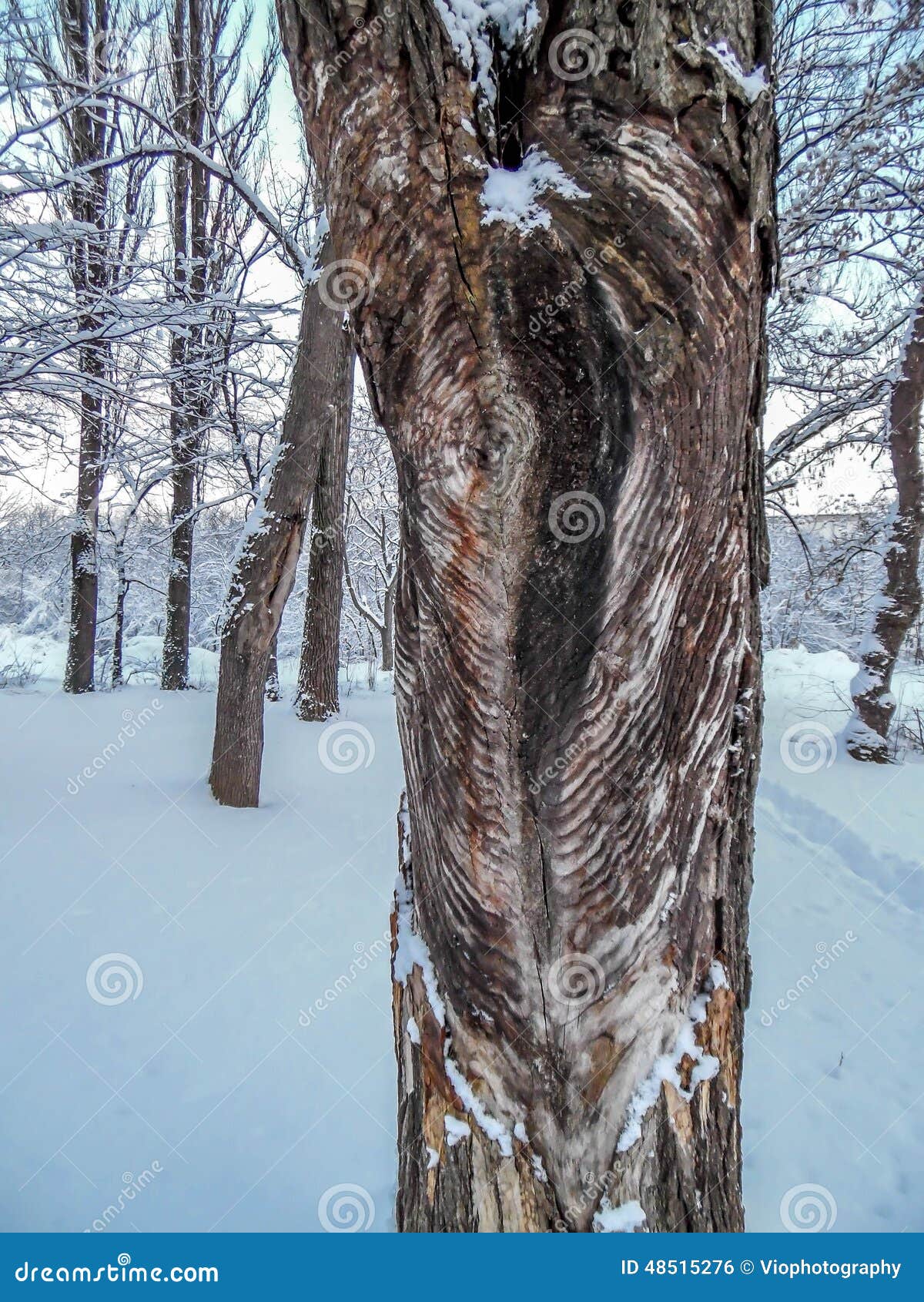 Tree trunk covered in snow stock photo. Image of nature - 48515276