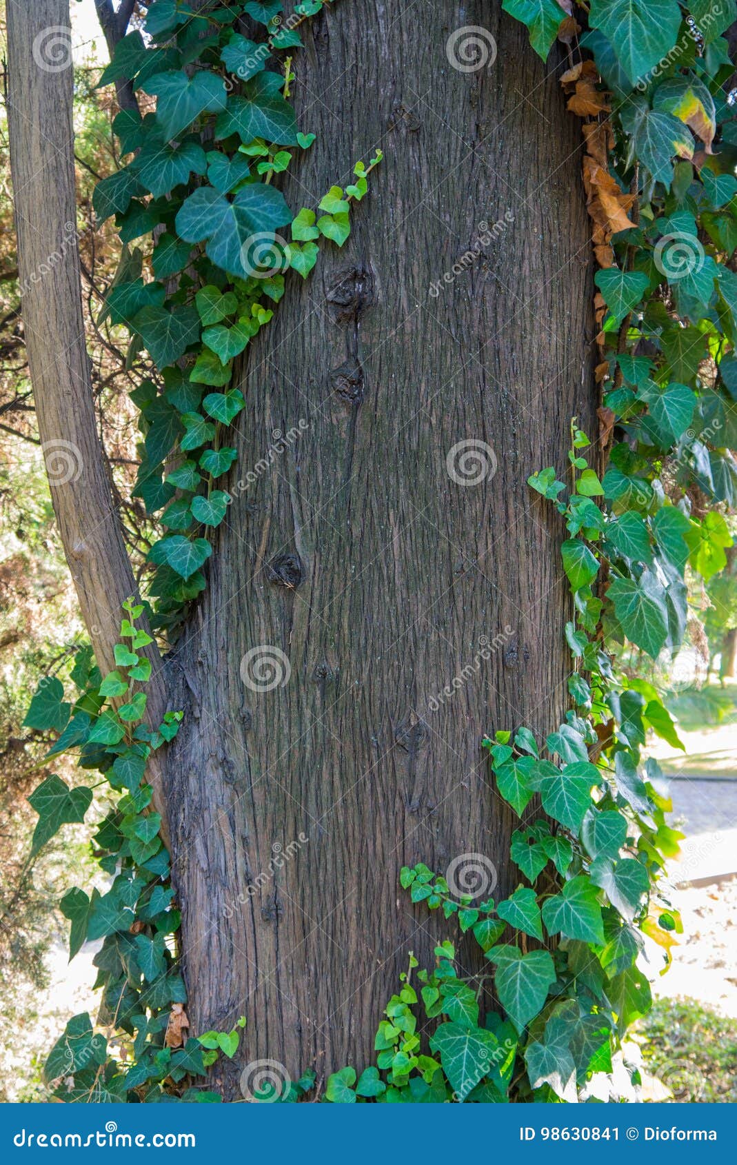 Tree Trunk Covered with Vine Stock Image - Image of colorful, foliage ...
