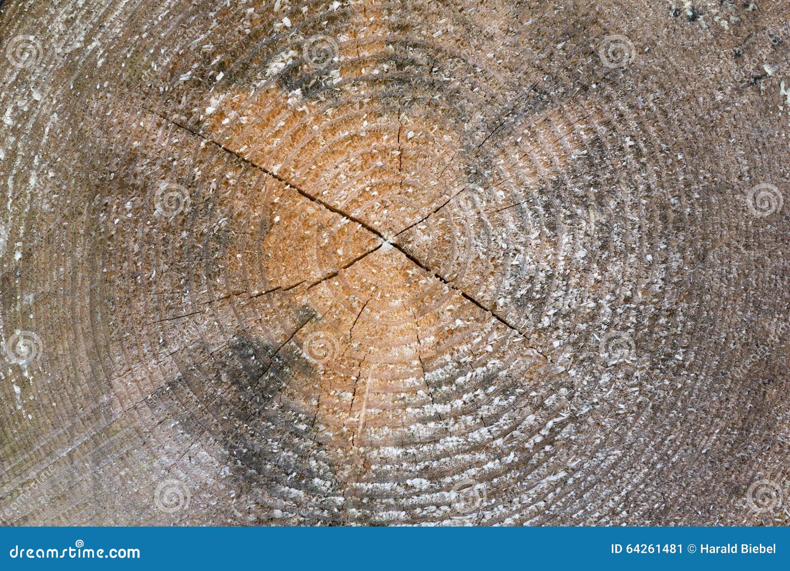 Tree Trunk Cross Section with Annual Rings Stock Image - Image of ring ...