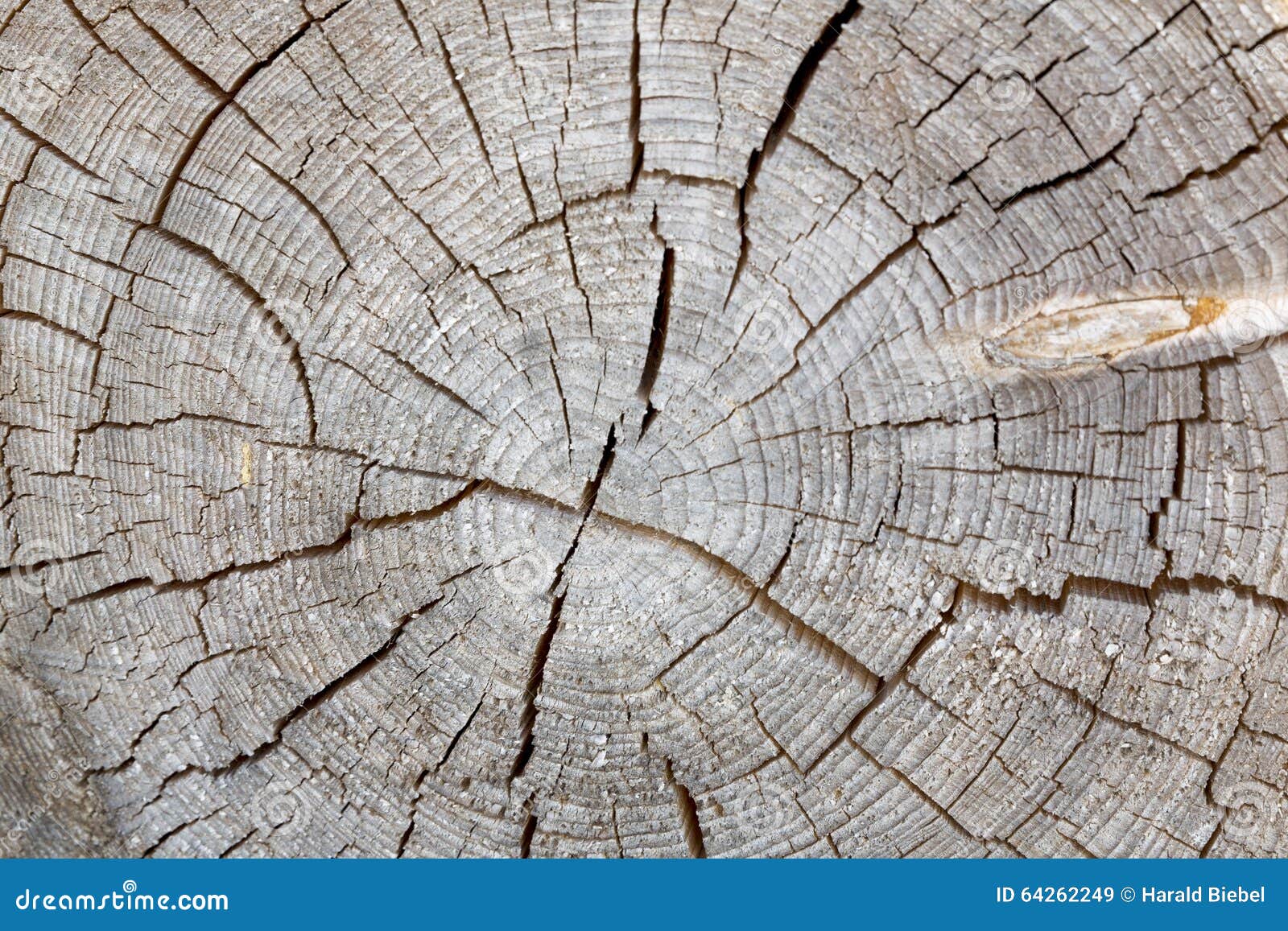 Tree Trunk Cross Section with Annual Rings Stock Image - Image of ...