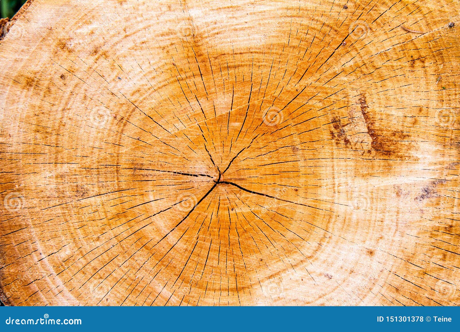Tree trunk cross section stock photo. Image of material - 151301378