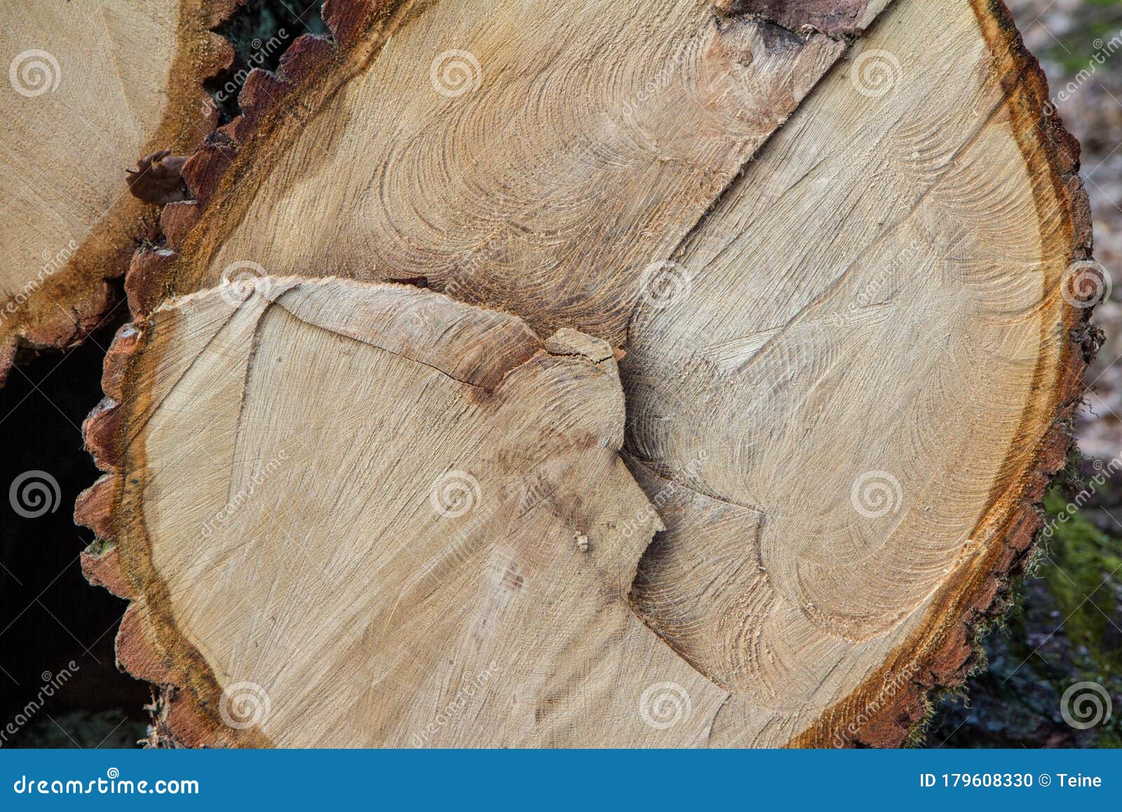 Tree trunk cross section stock photo. Image of bark - 179608330
