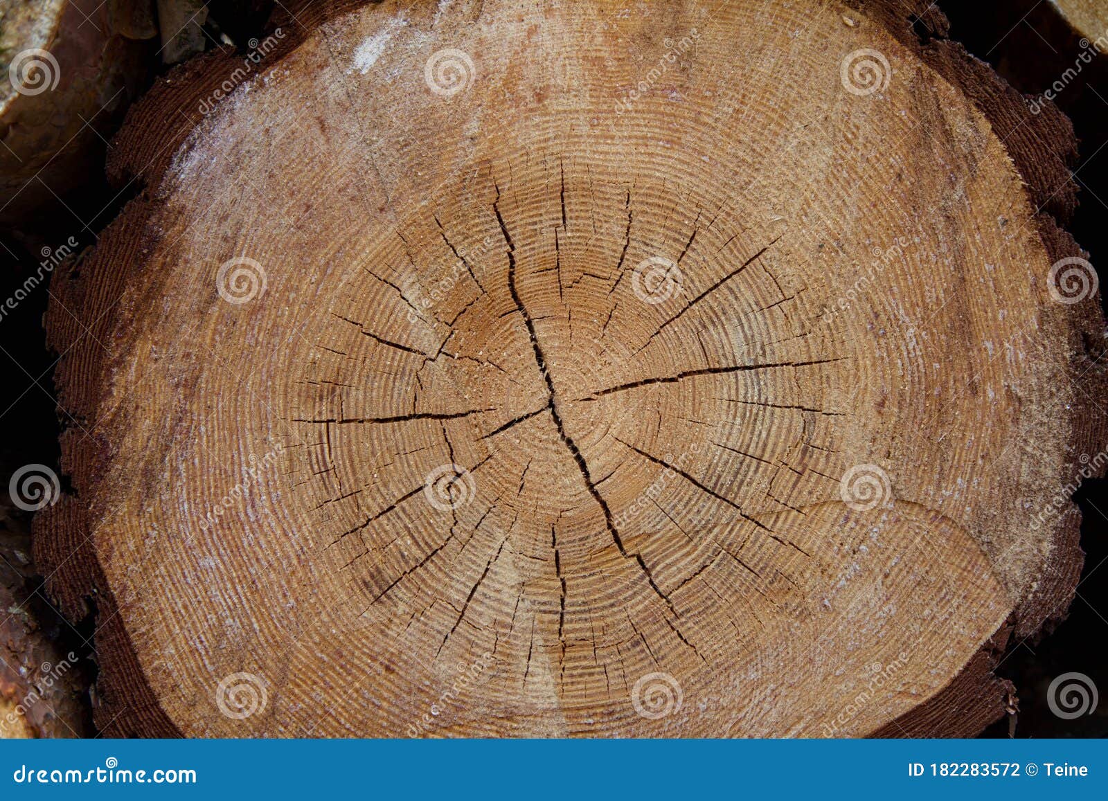 Tree trunk cross section stock photo. Image of lumberjack - 182283572