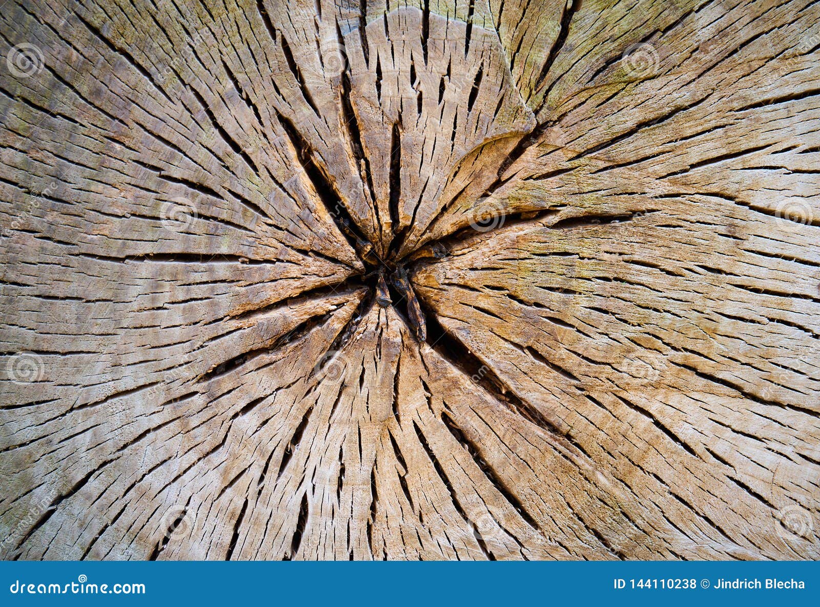 Tree trunk cross section stock photo. Image of closeup - 144110238