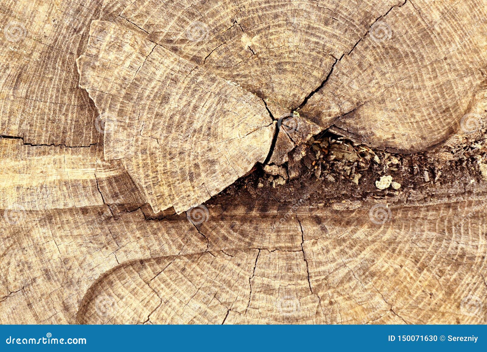 Tree Trunk Cross Section, Closeup Stock Photo - Image of outdoors ...
