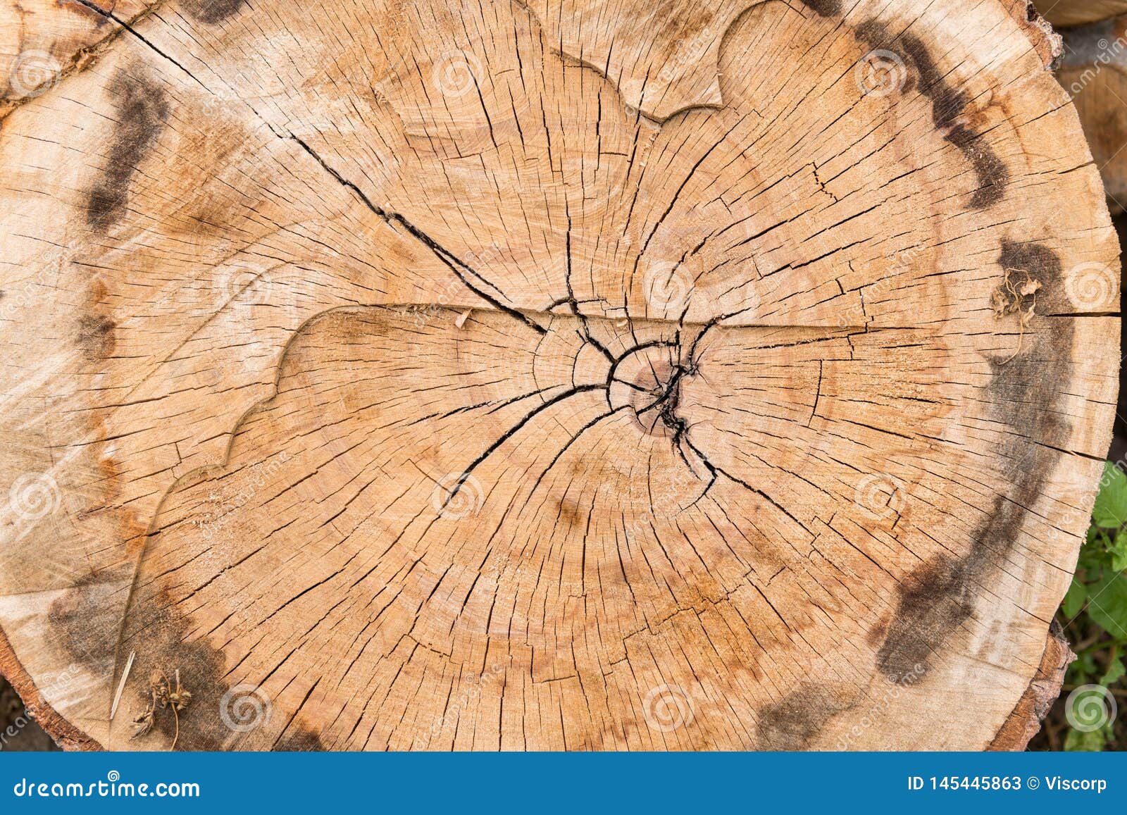 Tree Trunk Cross Section Cut Stock Image - Image of industry, rough ...