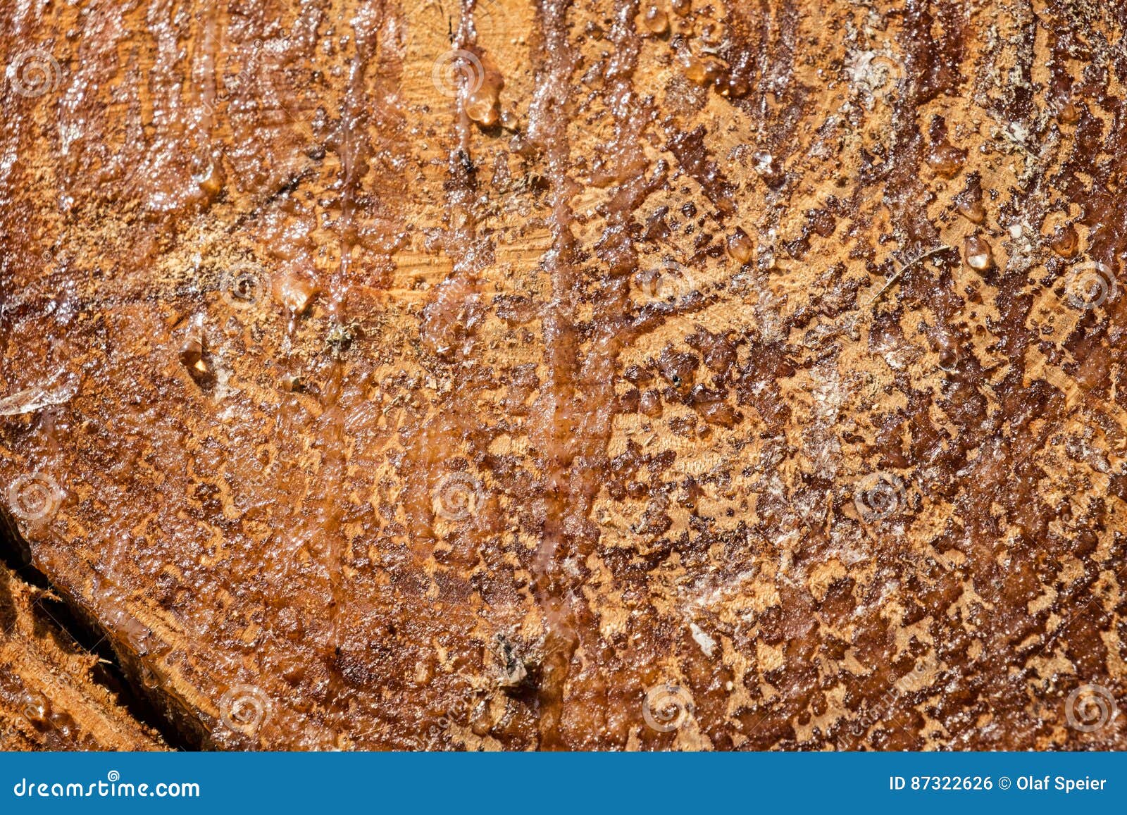 Tree trunk cross section stock photo. Image of plant - 87322626