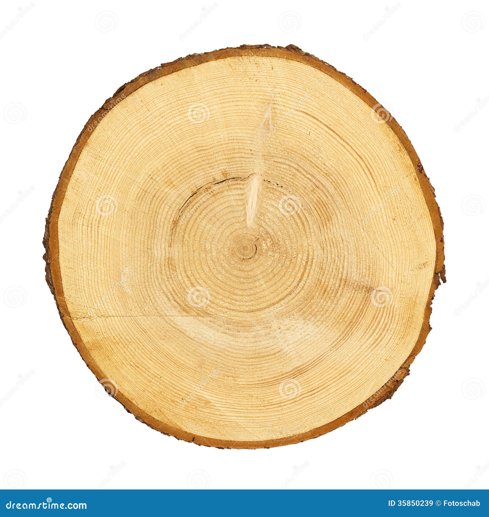 Tree Trunk Cross Section. CLIPPING PATH Stock Image - Image of detail ...