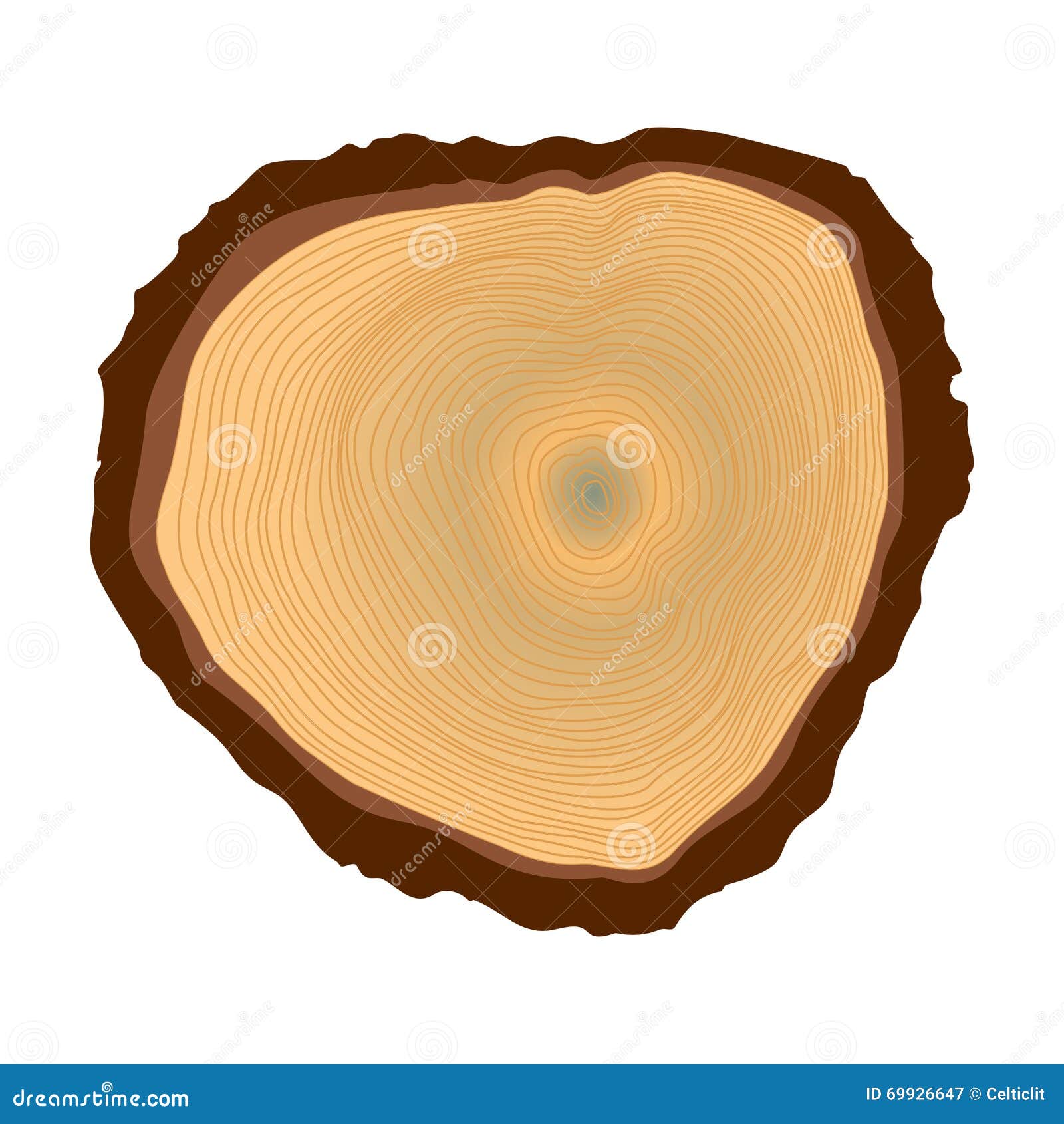 Tree Trunk Cross Section, Isolated on White Stock Vector - Illustration ...