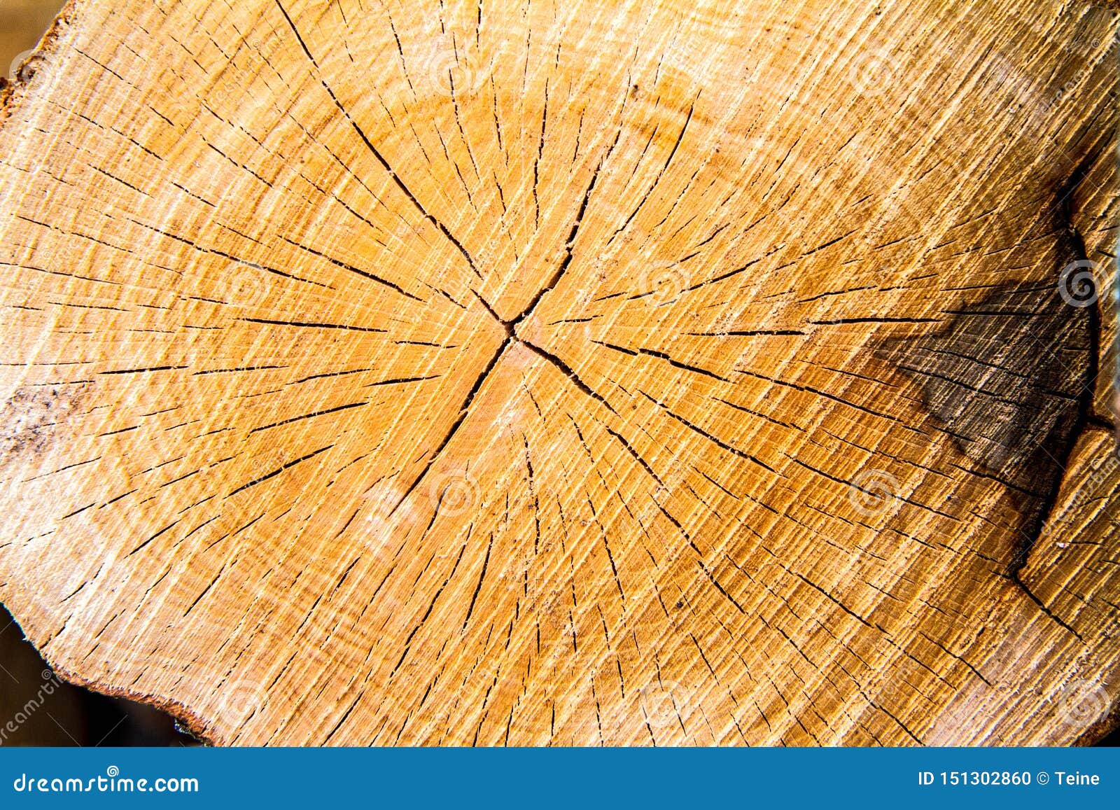 Tree trunk cross section stock photo. Image of timber - 151302860
