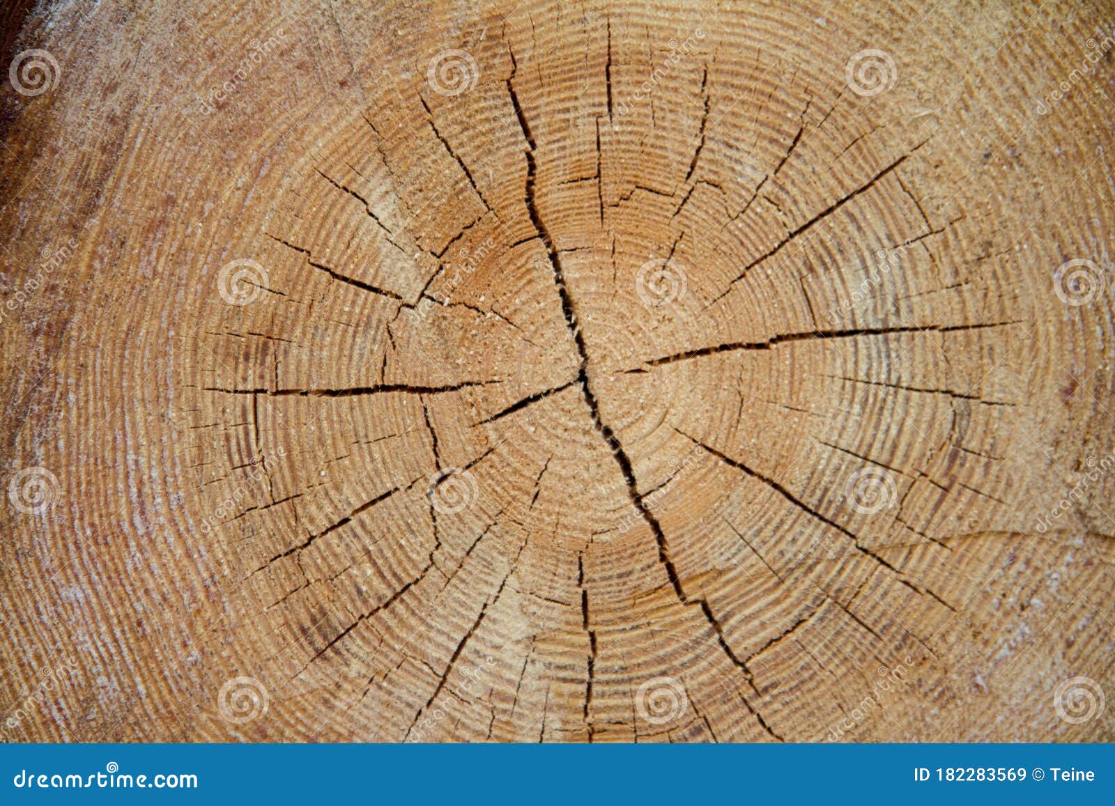Tree trunk cross section stock image. Image of grain - 182283569