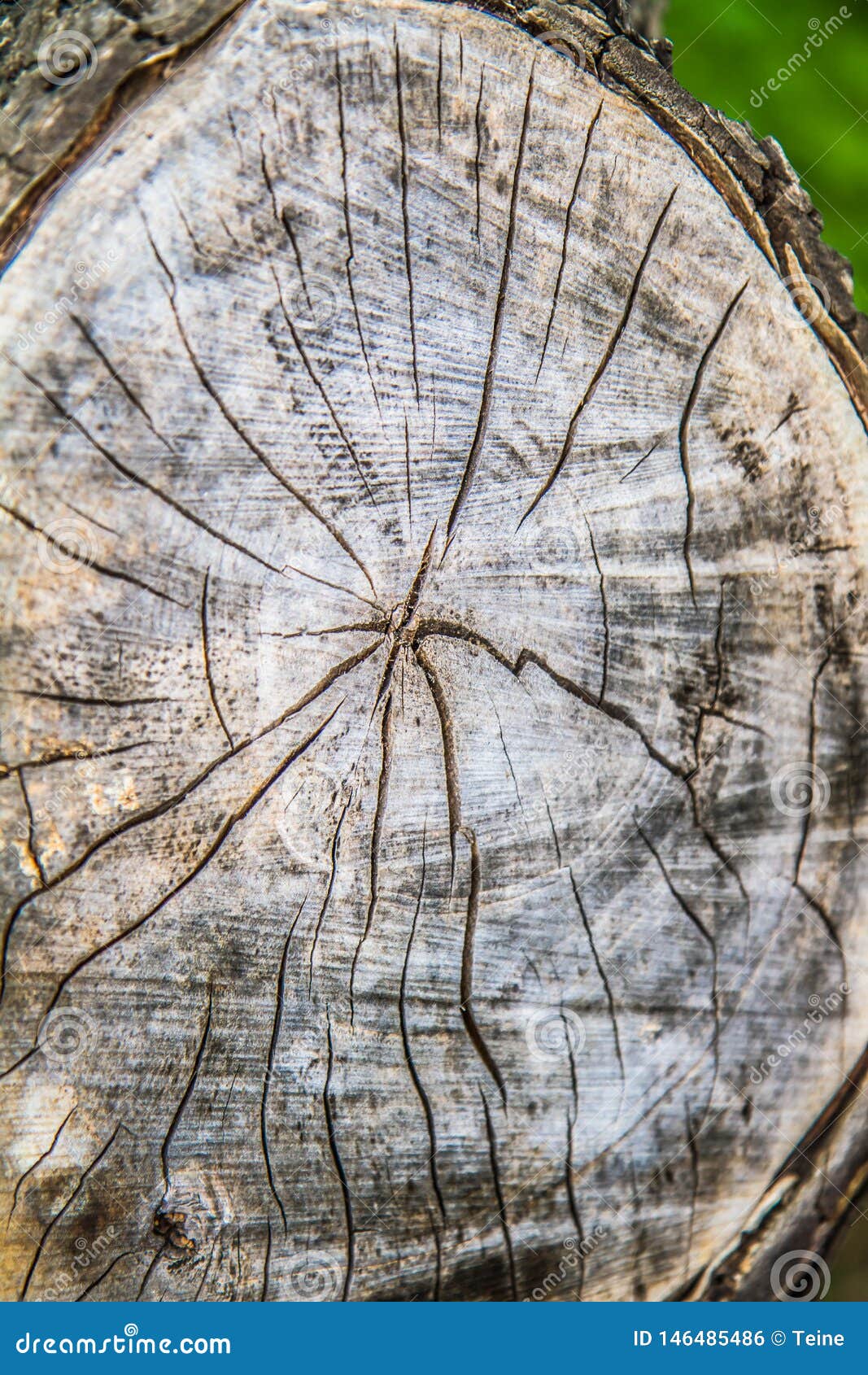 Tree trunk cross section stock photo. Image of natural - 146485486 Tree trunk cross section stock photo. Image of natural - 146485486