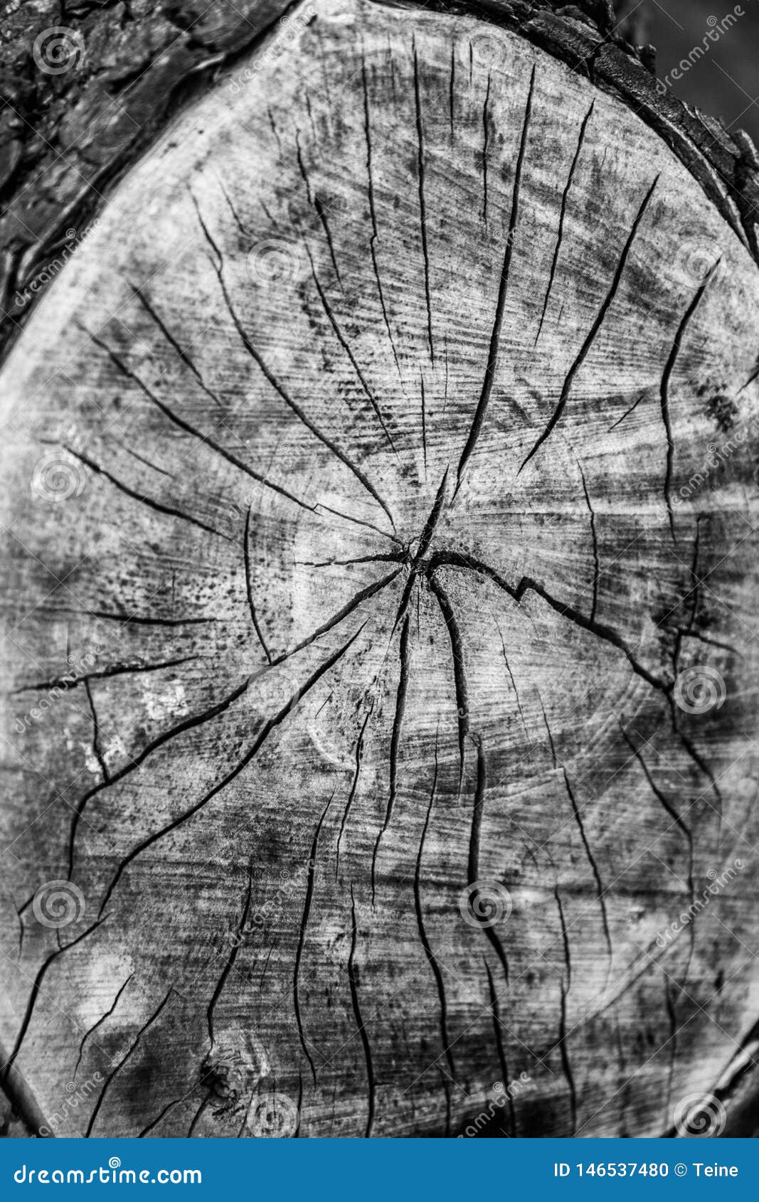 Tree trunk cross section stock photo. Image of pattern - 146537480
