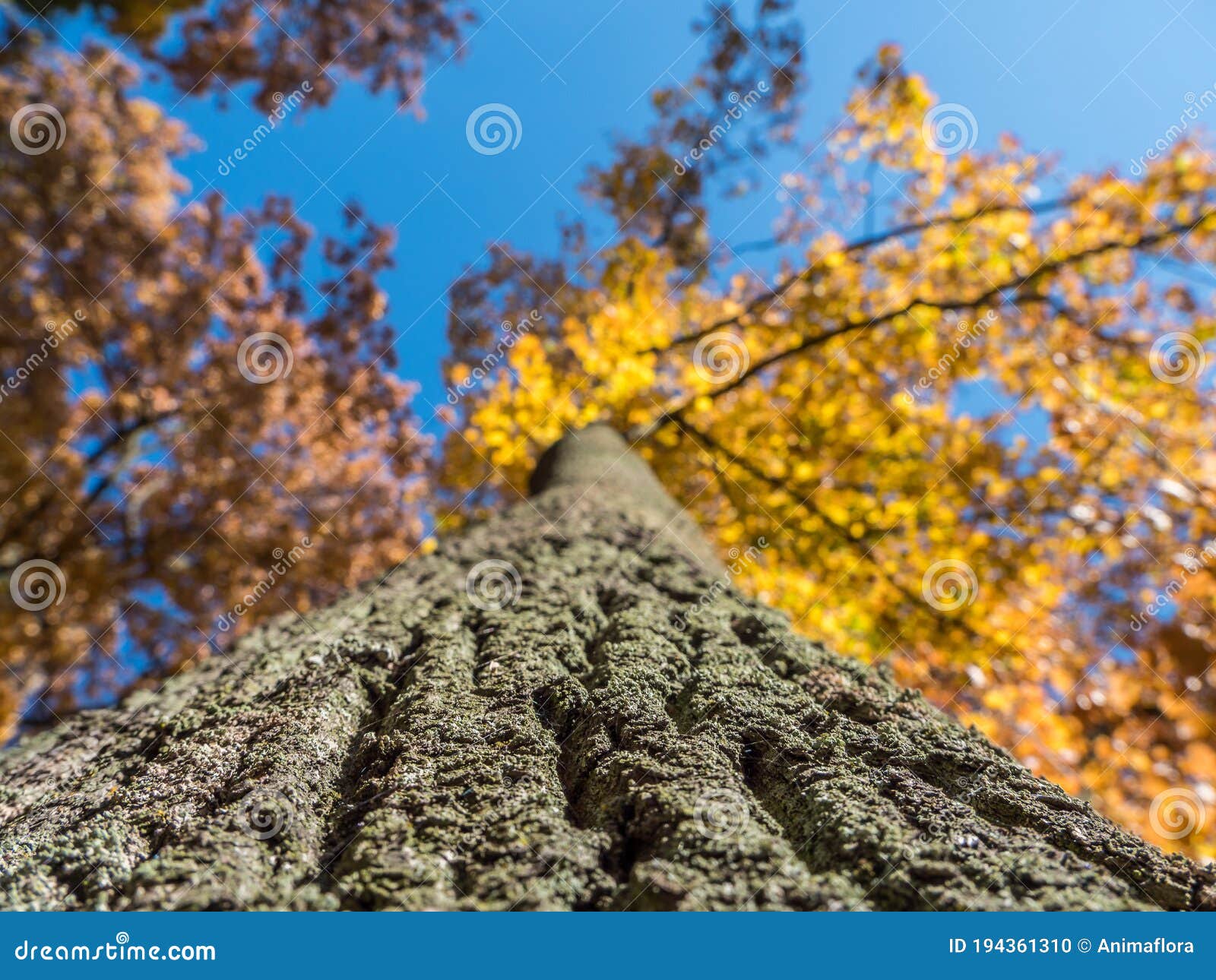 Tree Trunk with Crown in Autumn Stock Photo - Image of crown, foliage ...