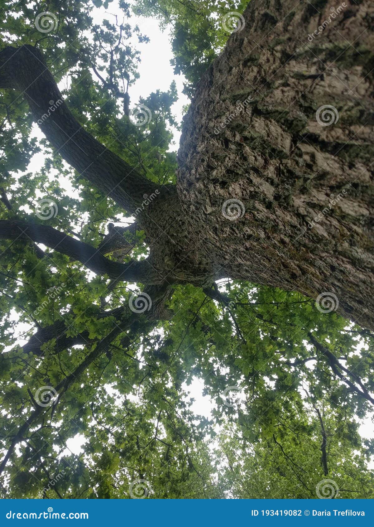 A Tree Trunk with Crown in Forest Stock Photo - Image of season, leaf ...