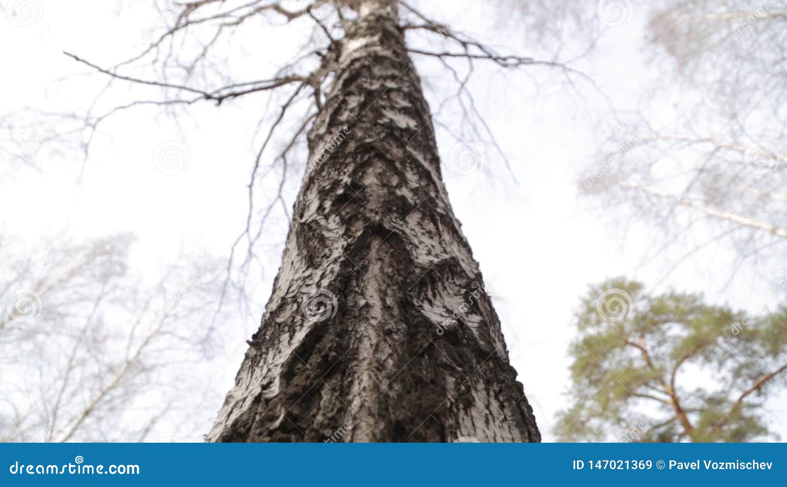 Tree Trunk and Crown in the Spring in the Park Stock Video - Video of ...