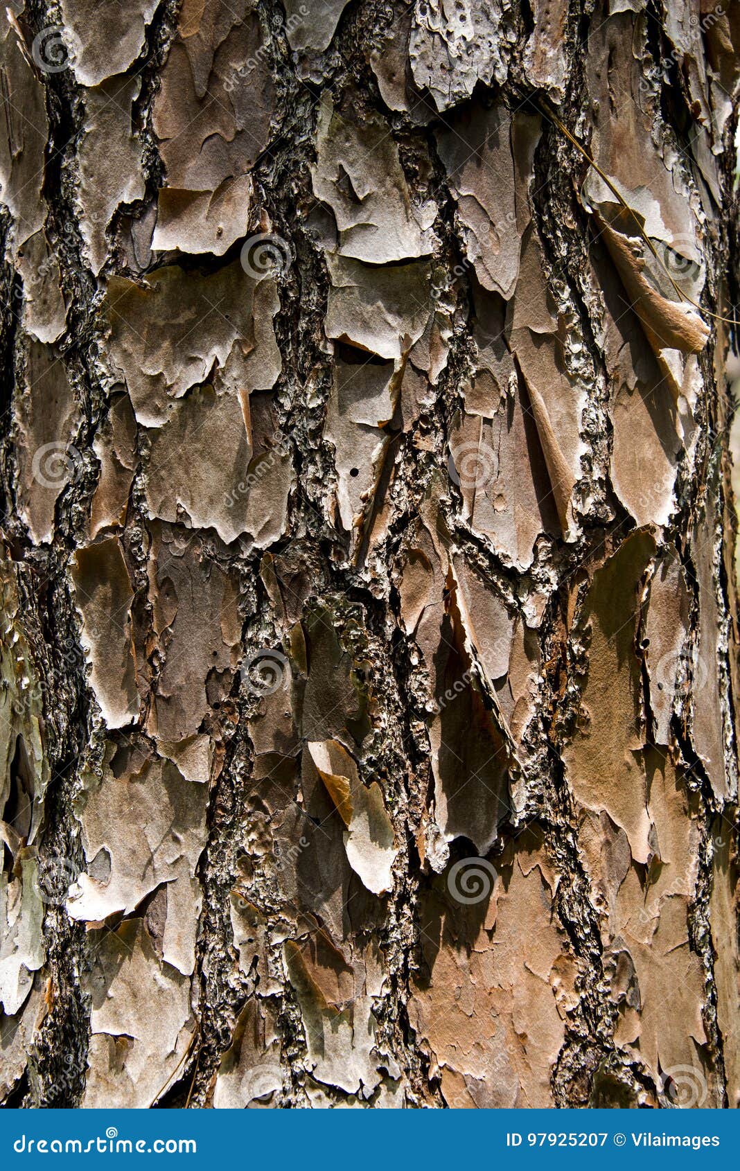 Tree trunk crust stock image. Image of wood, detail, background - 97925207