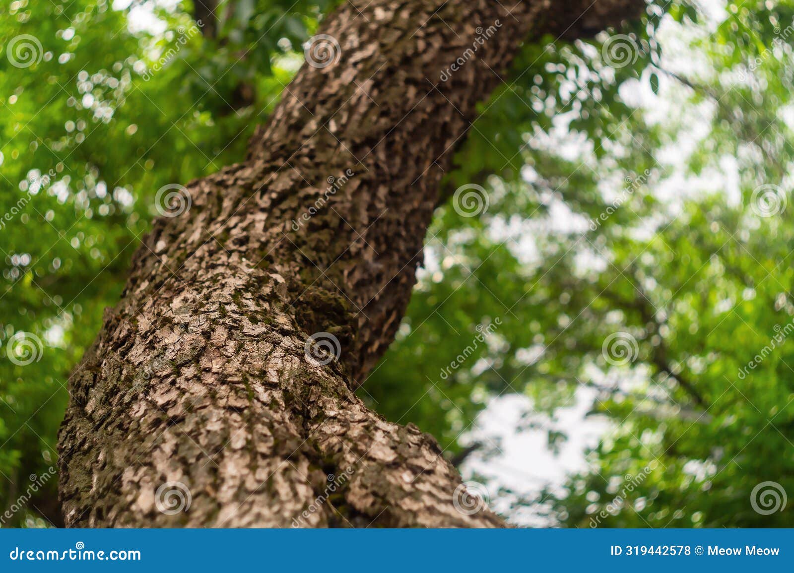 A Tree Trunk with a Curve and a Slope. the Texture of the Bark is ...