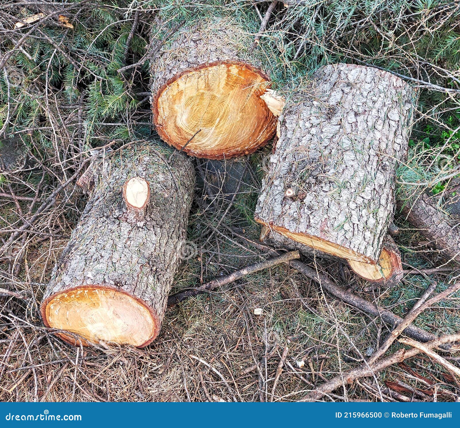 Tree trunk cut stock photo. Image of tree, trunk, fire - 215966500