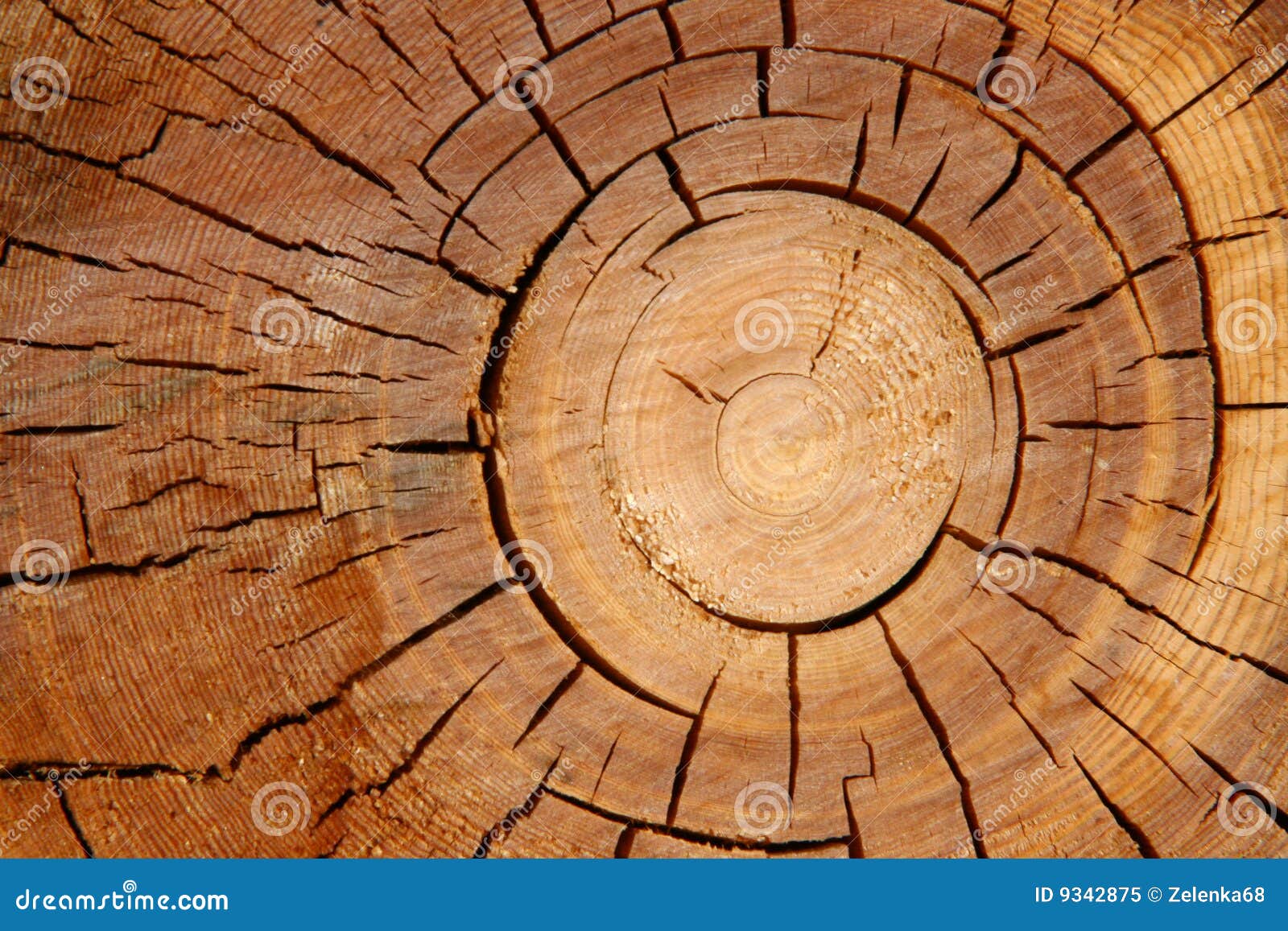 Tree trunk cut stock image. Image of crack, larch, ring - 9342875