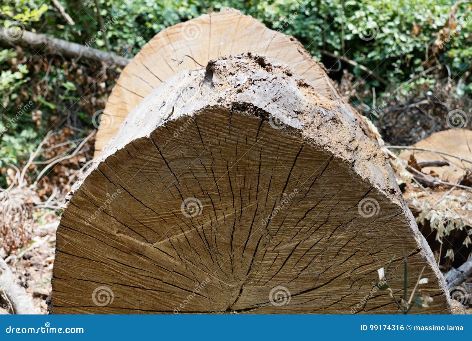 Tree trunk cut stock photo. Image of carved, concentric - 99174316