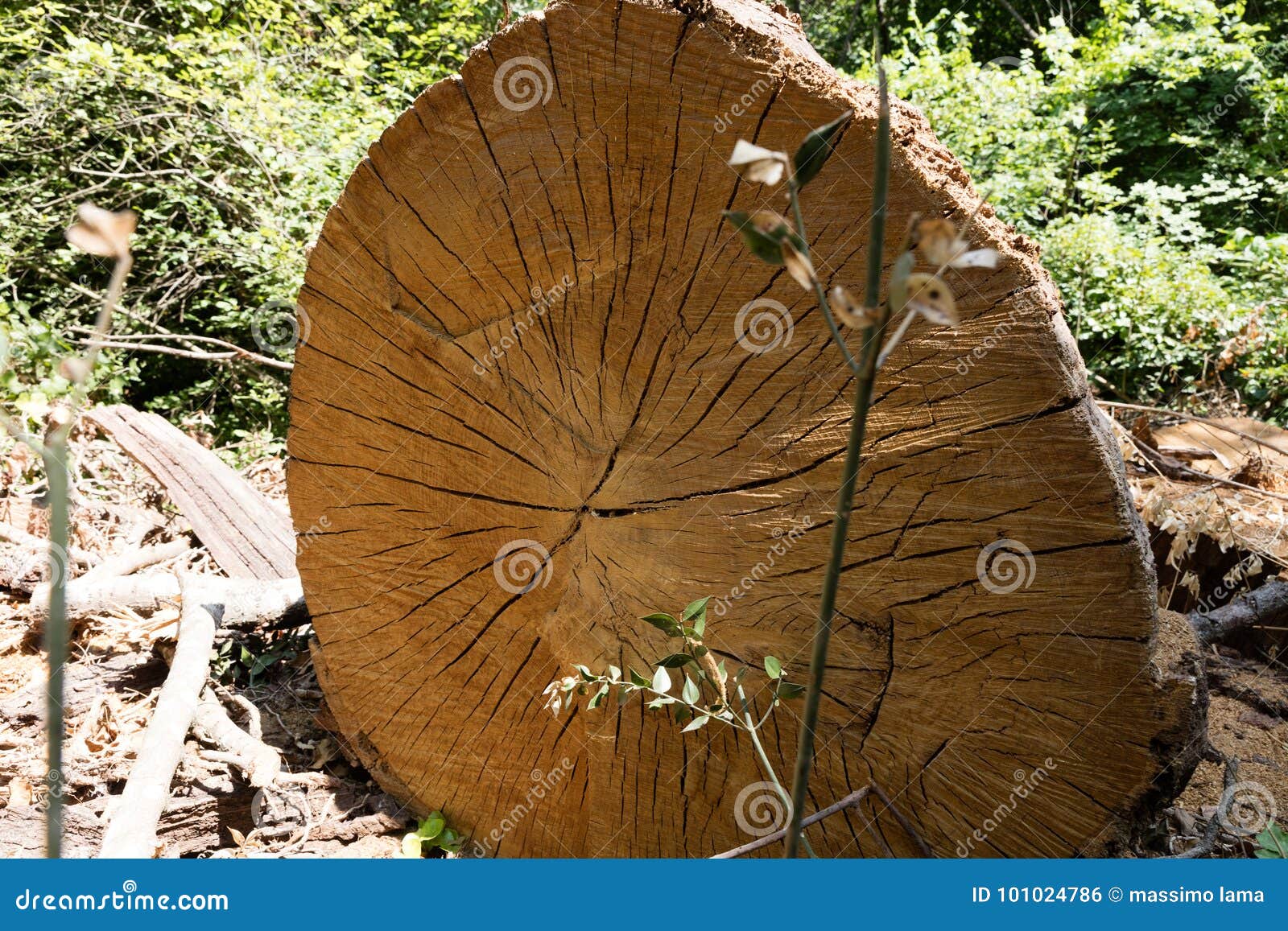 Tree trunk cut stock photo. Image of pattern, amazing - 101024786