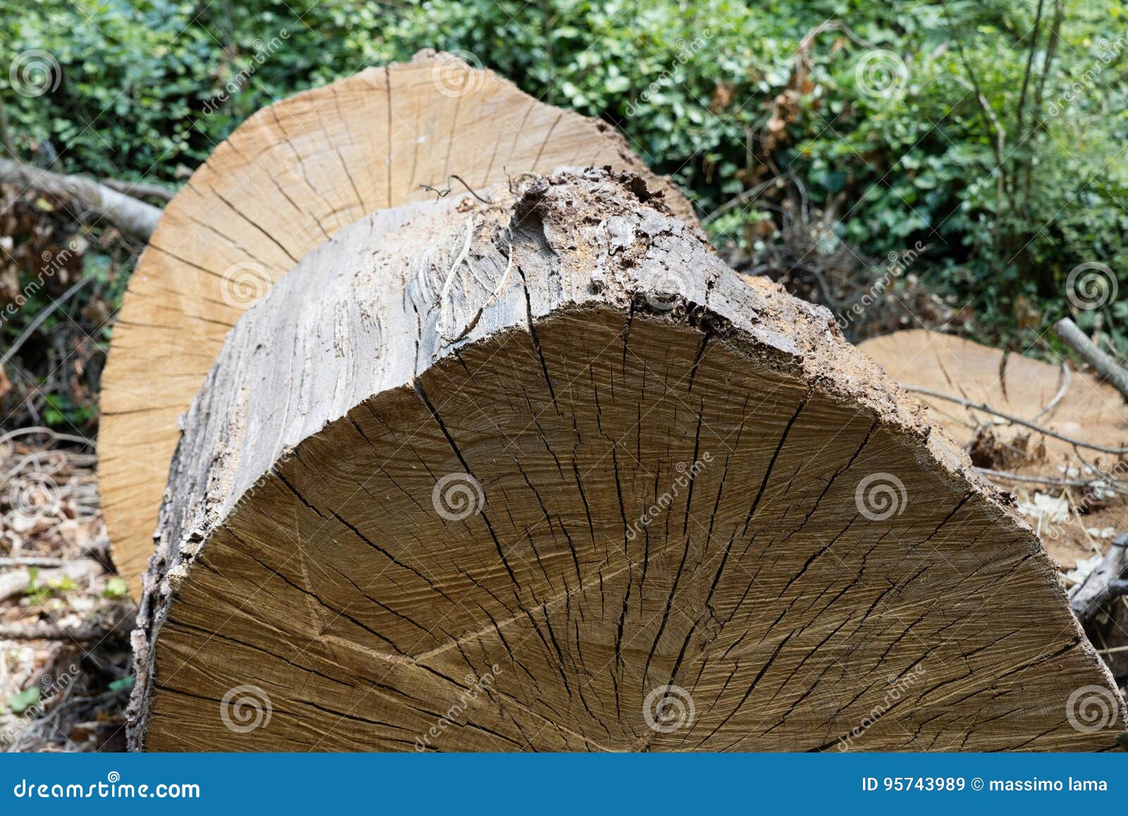 Tree trunk cut stock image. Image of pattern, botanical - 95743989