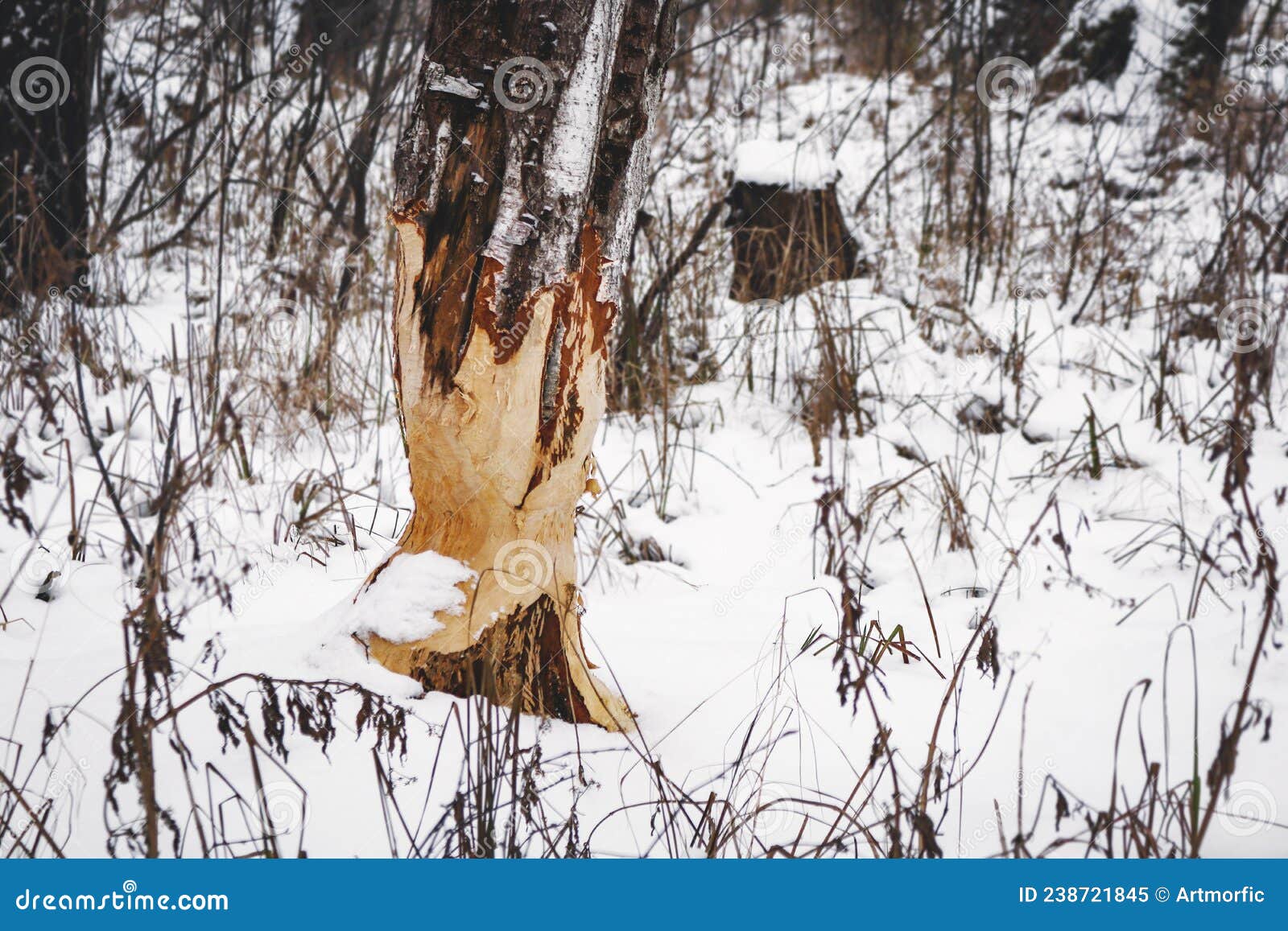 Tree Trunk Cut by Beavers in Winter Forest Snow Stock Image - Image of ...