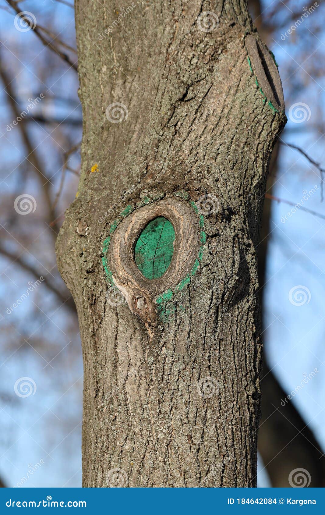 A Tree Trunk with Cut Branch Stub Painted with Green Paint Stock Photo ...