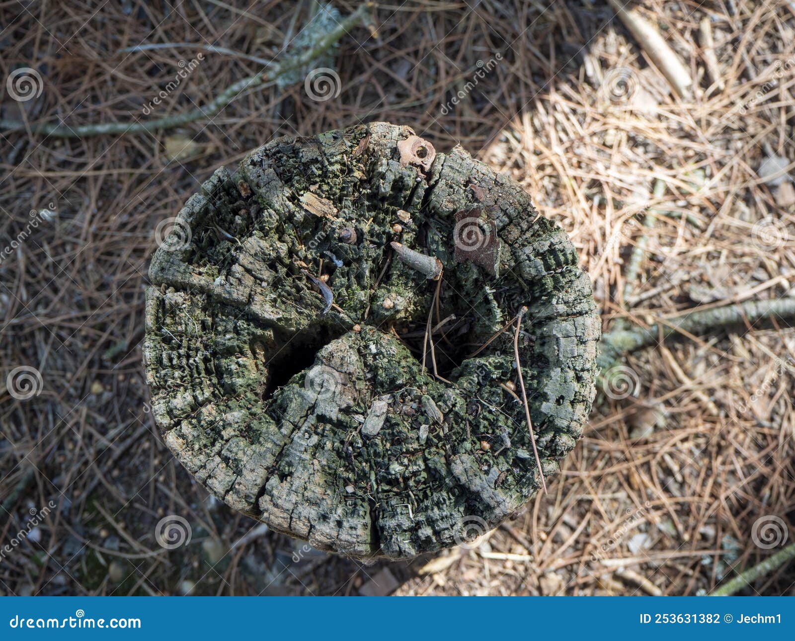 Tree Trunk Cut Down Due To Environmental Problems Stock Photo - Image ...