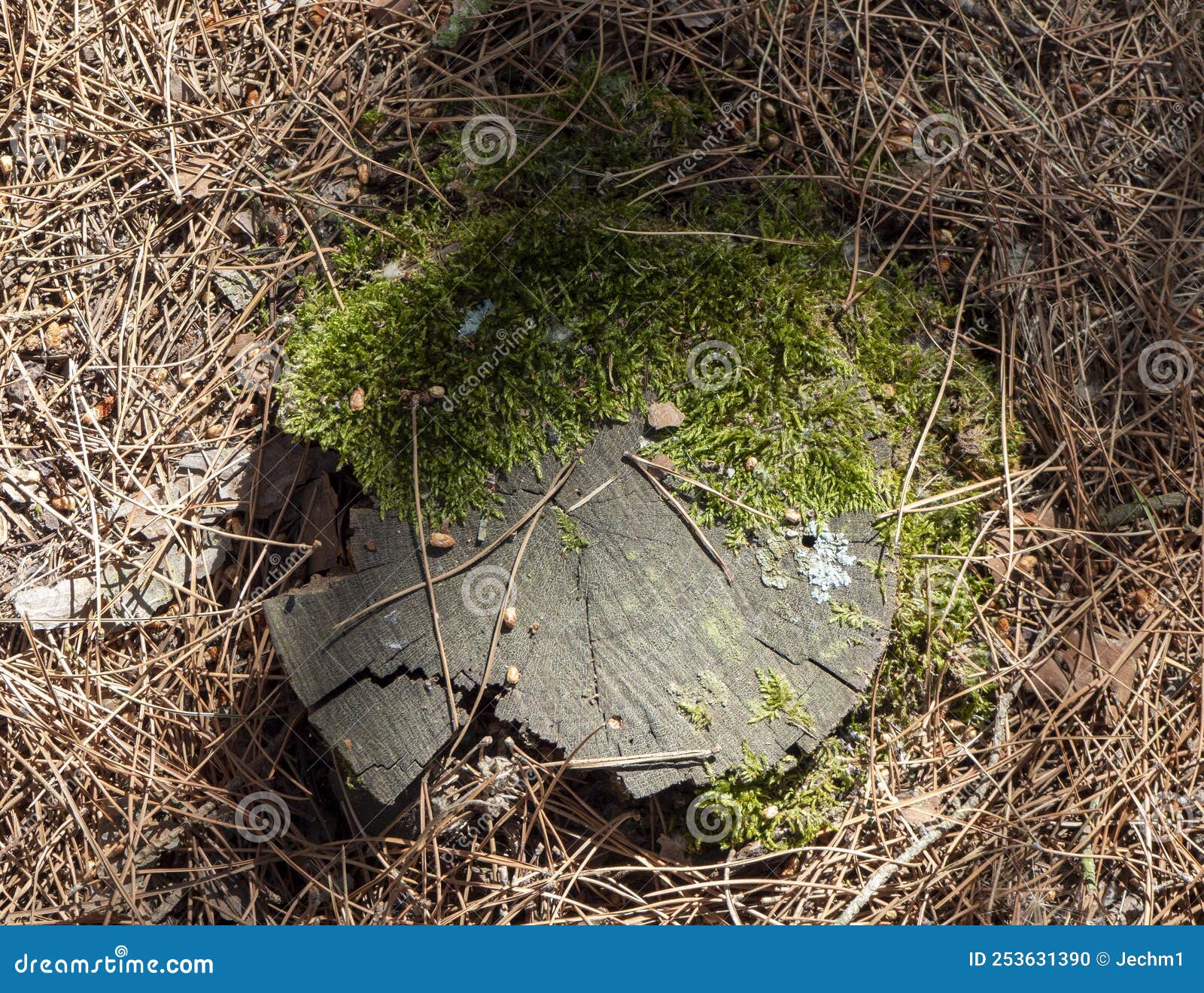 Tree Trunk Cut Down Due To Environmental Problems Stock Photo - Image ...
