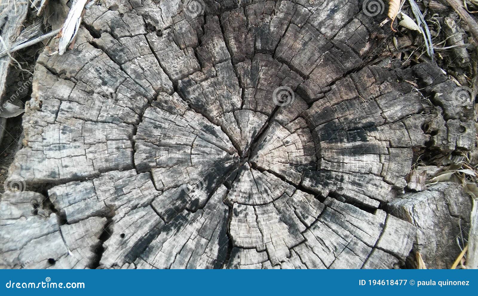 Tree trunk cut and drying stock image. Image of branch - 194618477