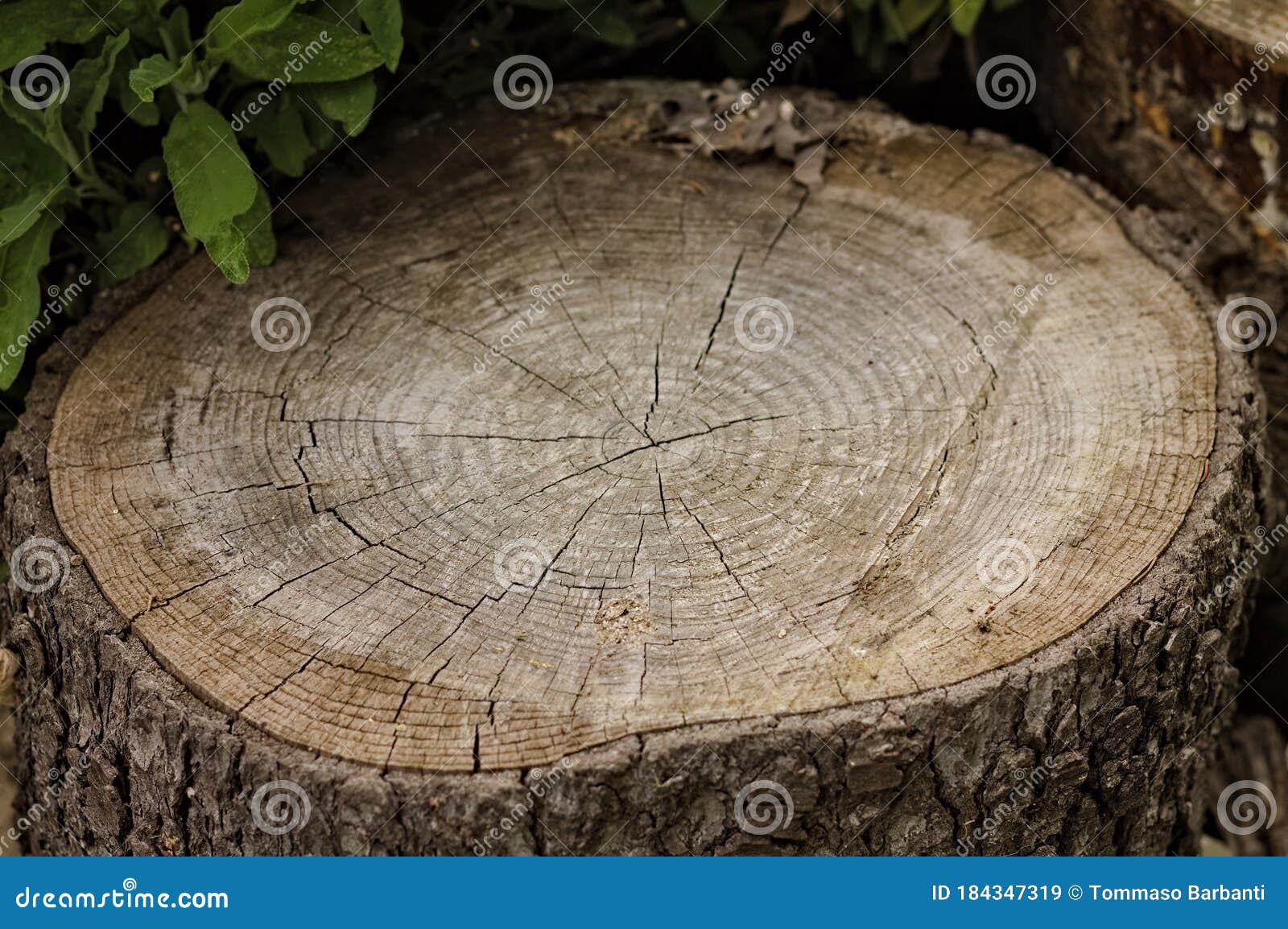 Tree Trunk Cut in Half Italy, Europe Stock Image - Image of bark ...