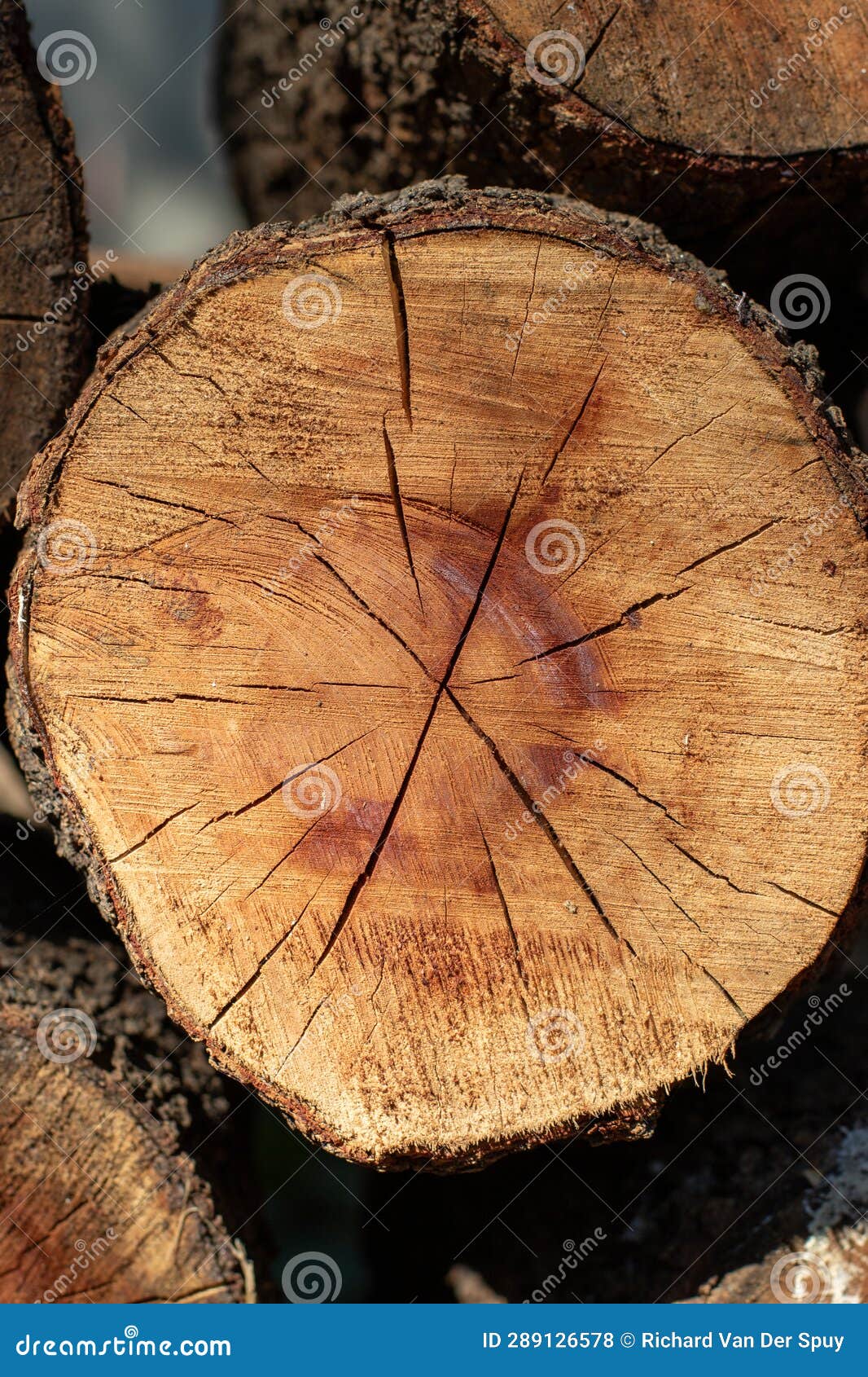 Tree trunk cut in half stock photo. Image of wooden - 289126578