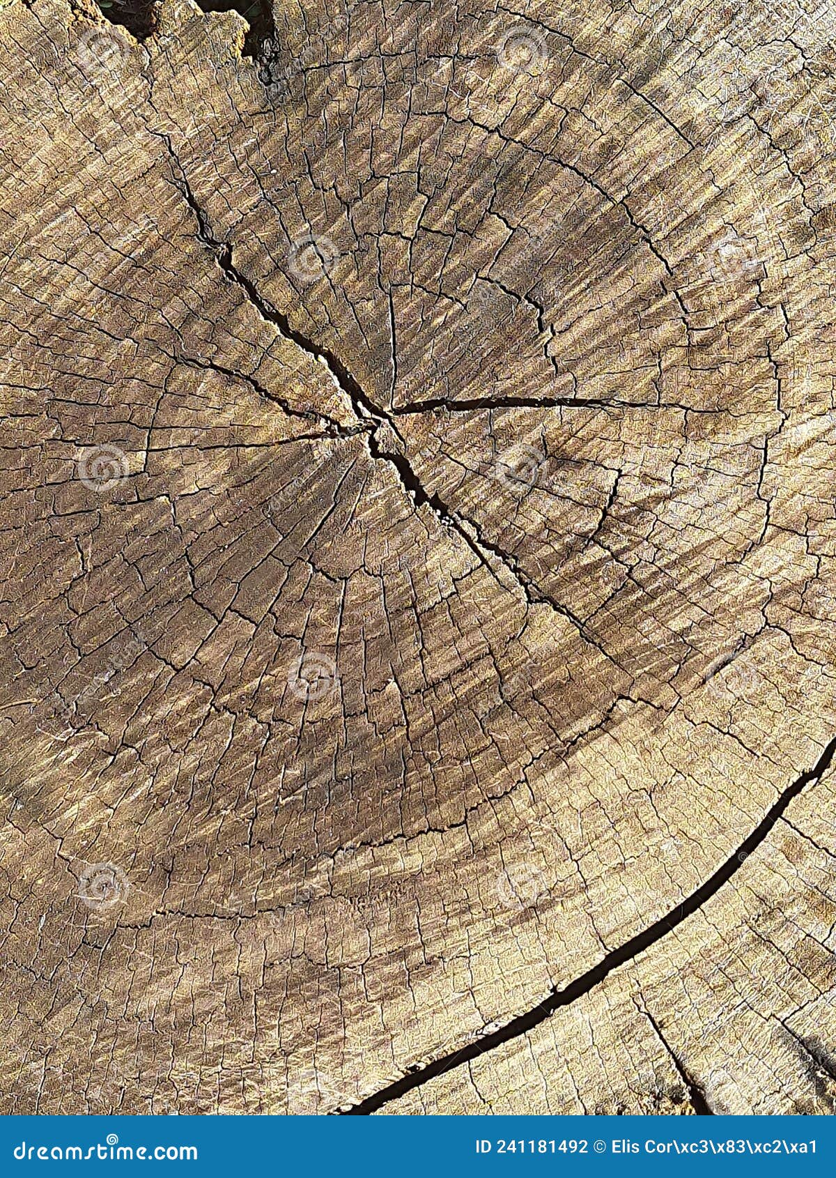 Tree Trunk Cut in Half, Old, with Cracks, Full Screen. Stock Photo ...