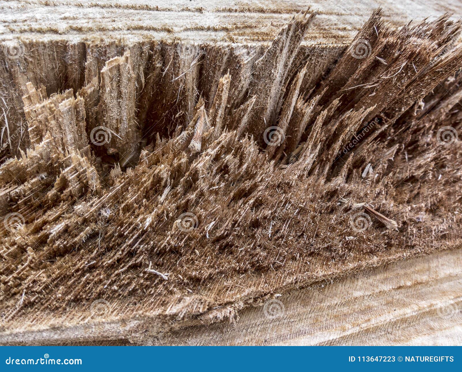 Tree Trunk stock image. Image of grass, nature, wood - 113647223