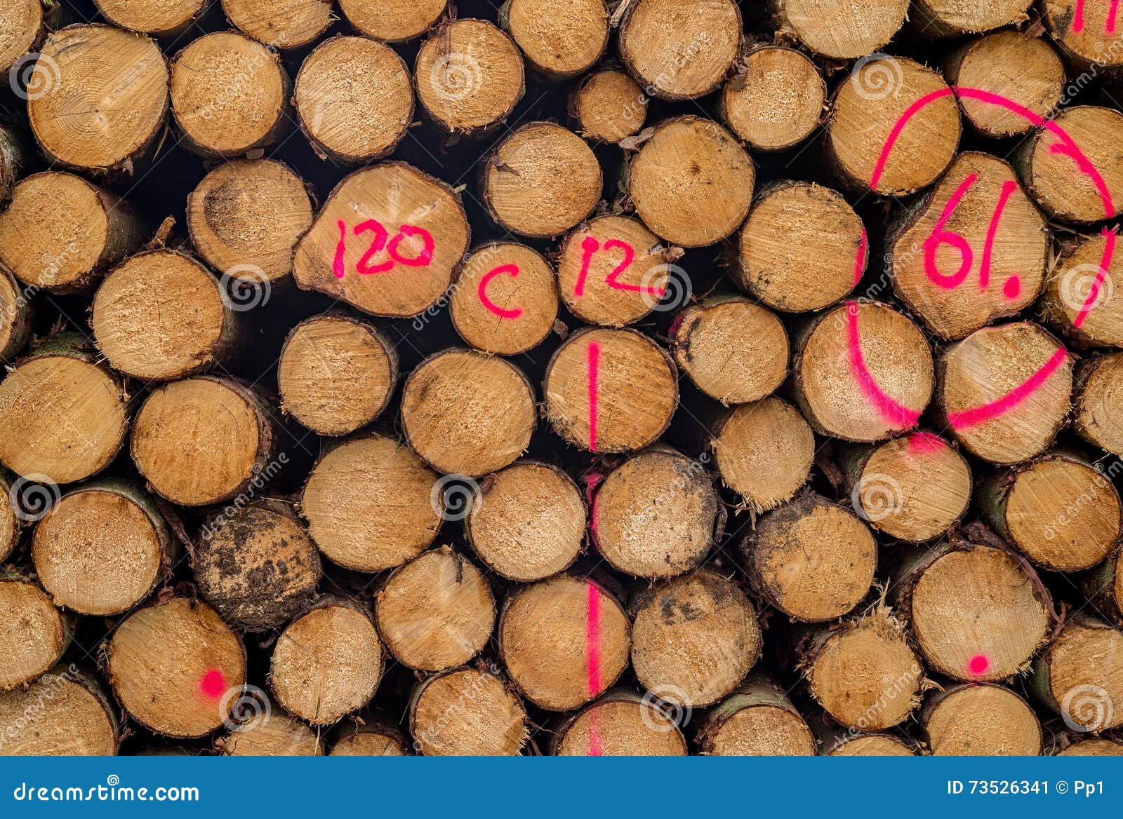 Tree Trunk Cut Lumber Log Markings Mark Number Stock Image - Image of ...