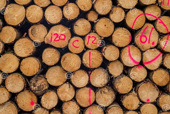 Tree Trunk Cut Lumber Log Markings Mark Number Stock Image - Image of ...