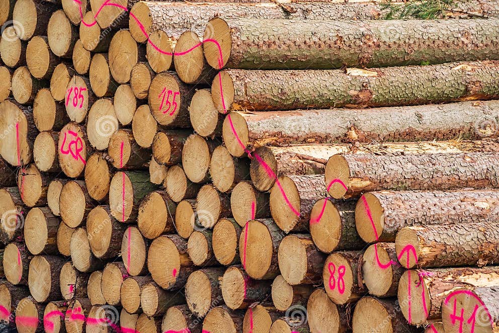 Tree Trunk Cut Lumber Log Markings Mark Number Stock Image - Image of ...