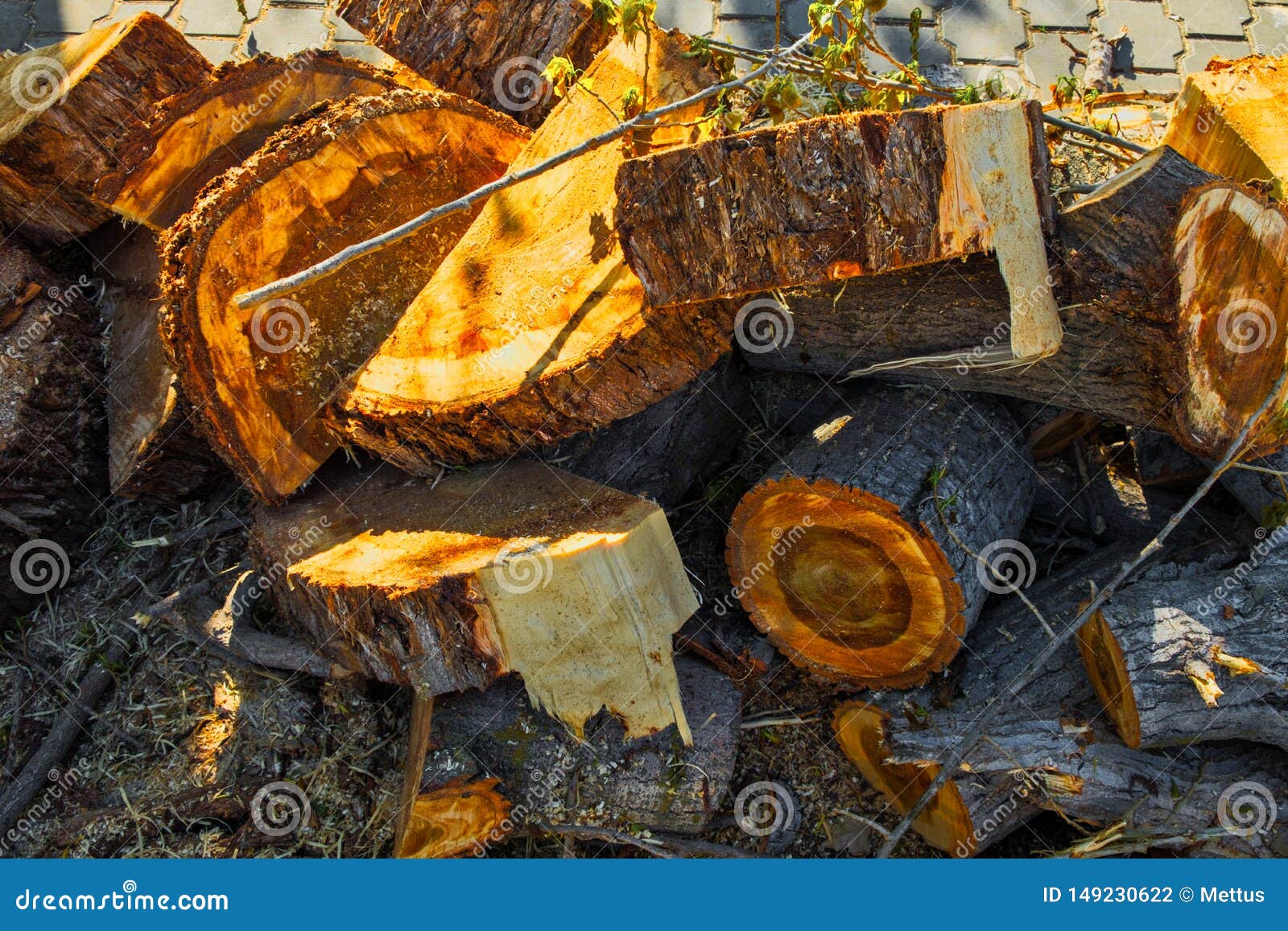 Tree Trunk Cut in Many Chunks Stock Photo - Image of pile, piece: 149230622