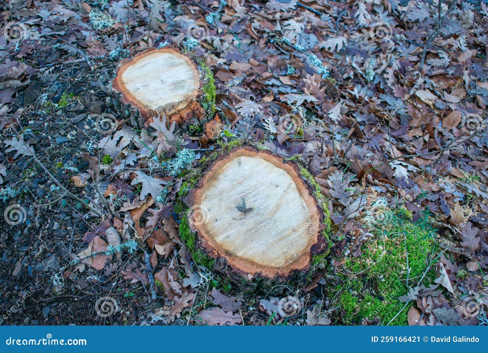 Tree Trunk Cut in the Middle of the Forest Stock Image - Image of ...