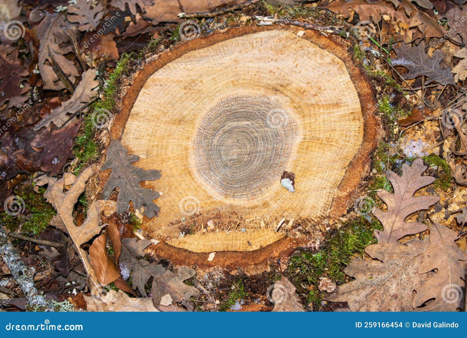 Tree Trunk Cut in the Middle of the Forest Stock Photo - Image of ...