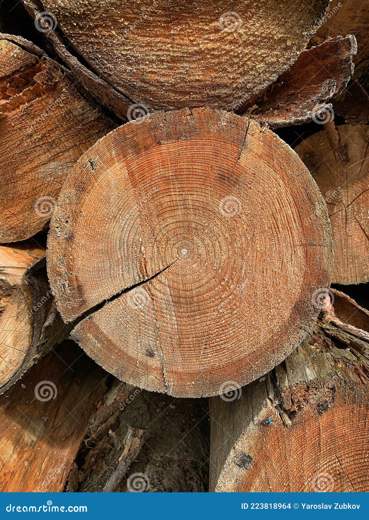 Tree trunk cut patterns stock photo. Image of carving - 223818964