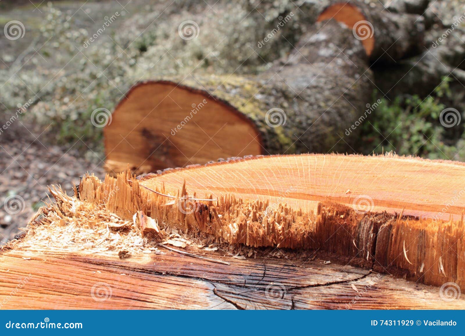 Tree trunk cut stock image. Image of destruction, nature - 74311929