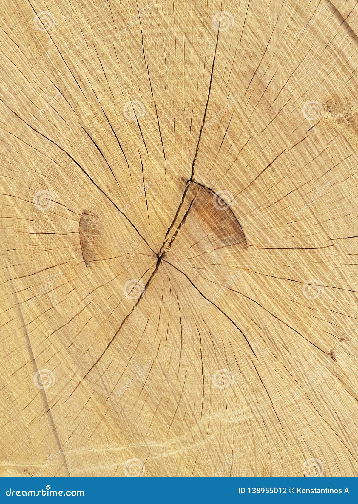 Tree Trunk Cut Top View Oak Tree Stock Photo - Image of pattern, circle ...