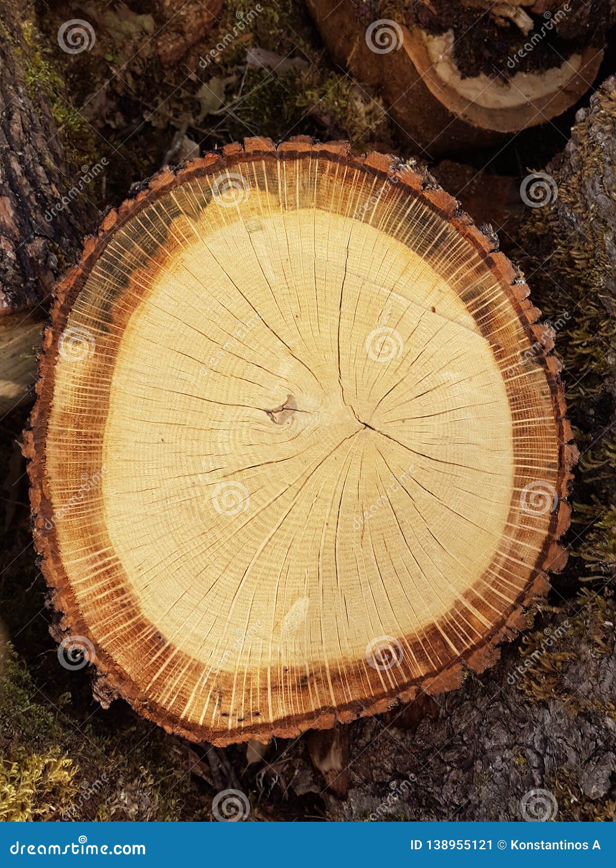 Tree Trunk Cut Top View Oak Tree Stock Image - Image of organic, annual ...