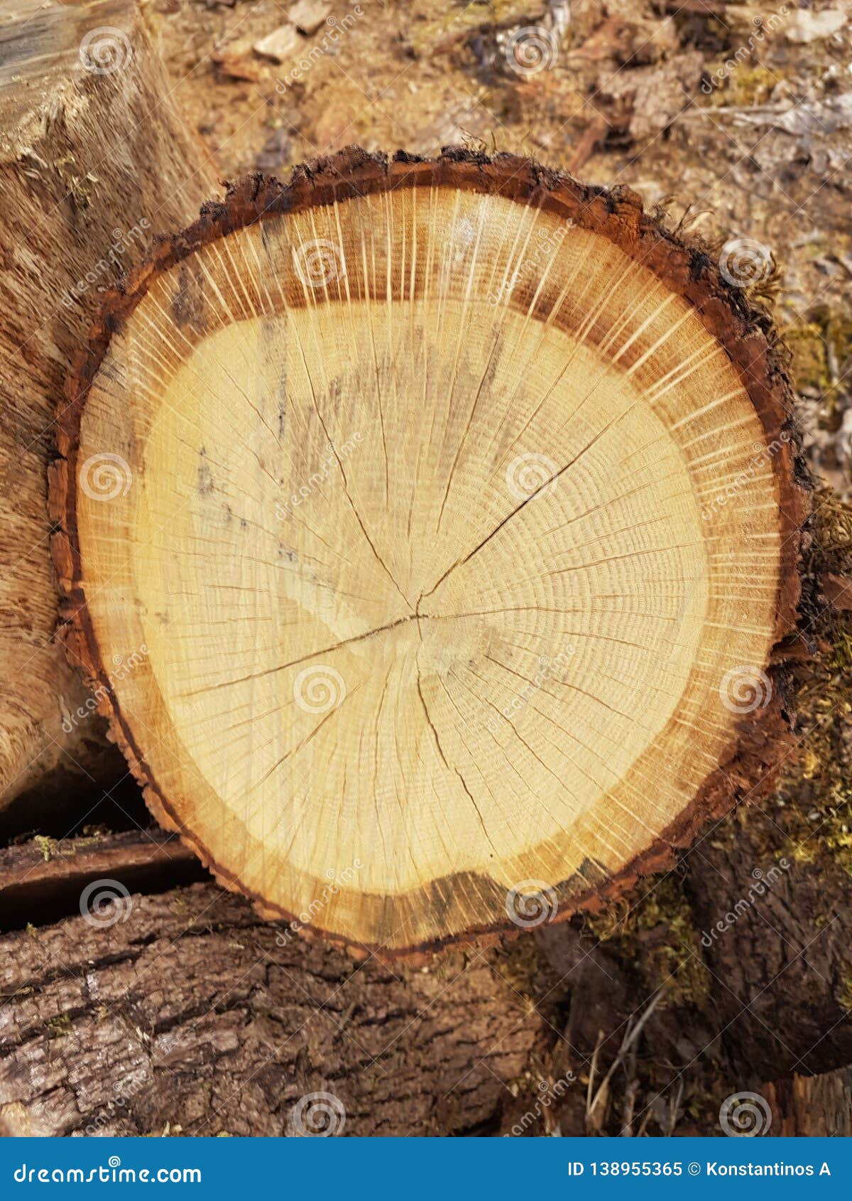 Tree Trunk Cut Top View Oak Tree Stock Image - Image of background ...